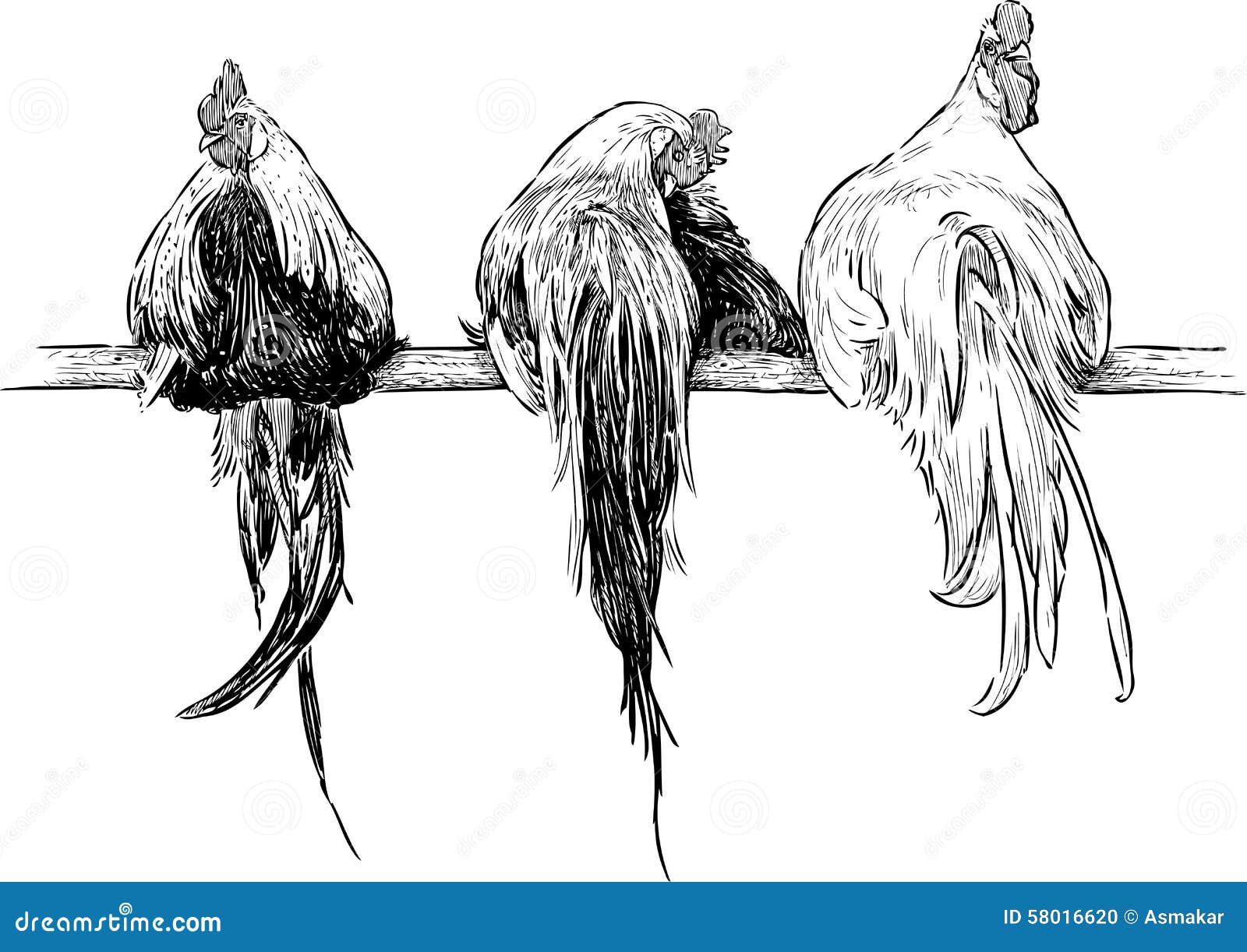 Roosters at roost stock vector. Illustration of animal - 58016620