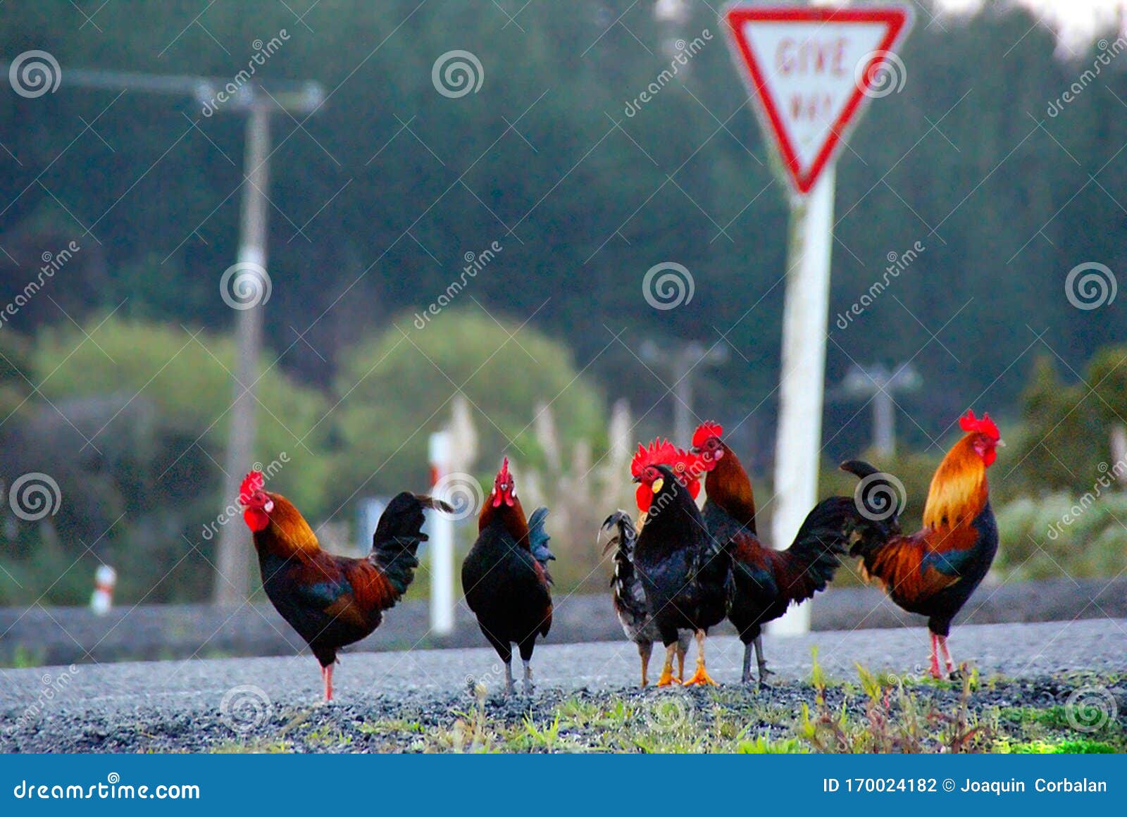 Roosters Running Down a Road Stock Photo - Image of feather, food ...