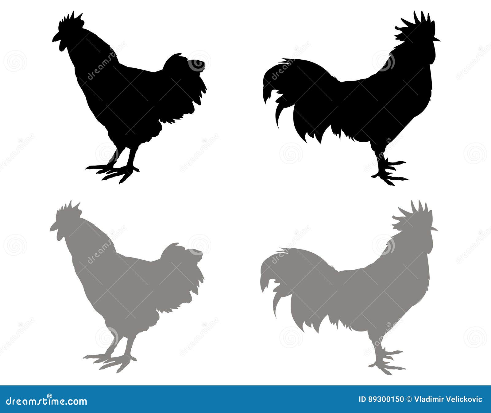 Roosters silhouette stock vector. Illustration of livestock - 89300150