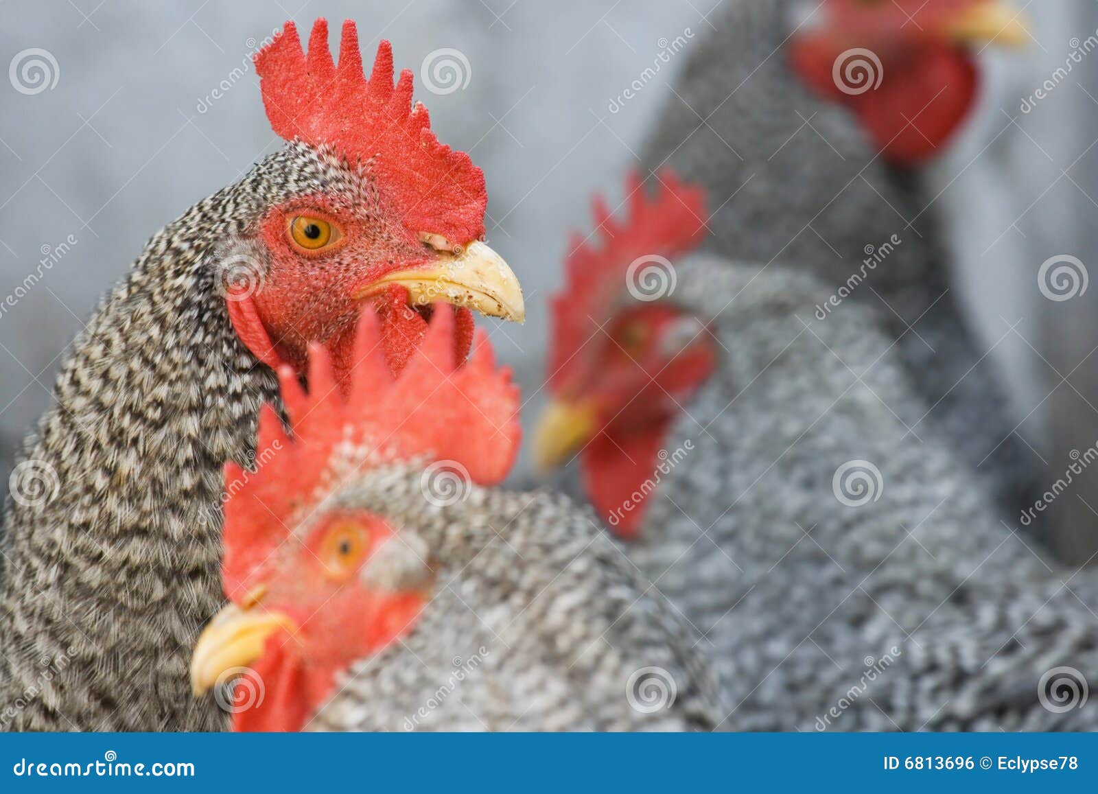 Roosters sitting the sun stock photo. Image of morning - 6813696