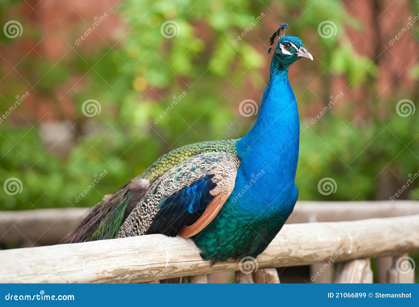 Roosting stock image. Image of wood, sitting, fence, peacock - 21066899