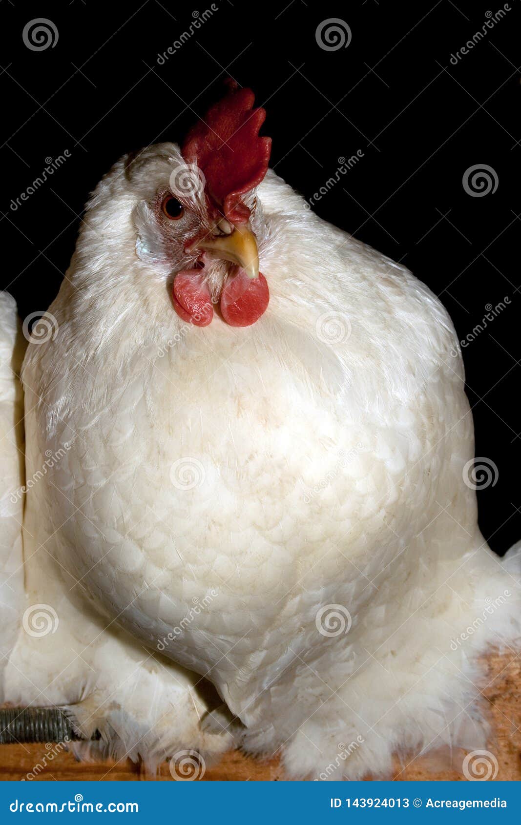 Angry Roosting White Leghorn Chicken Stock Image - Image of barn ...