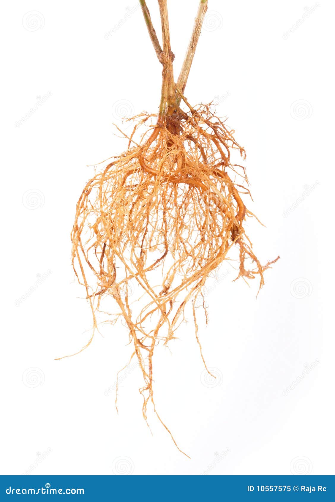 Root stock image. Image of system, grow, life, complete - 10557575