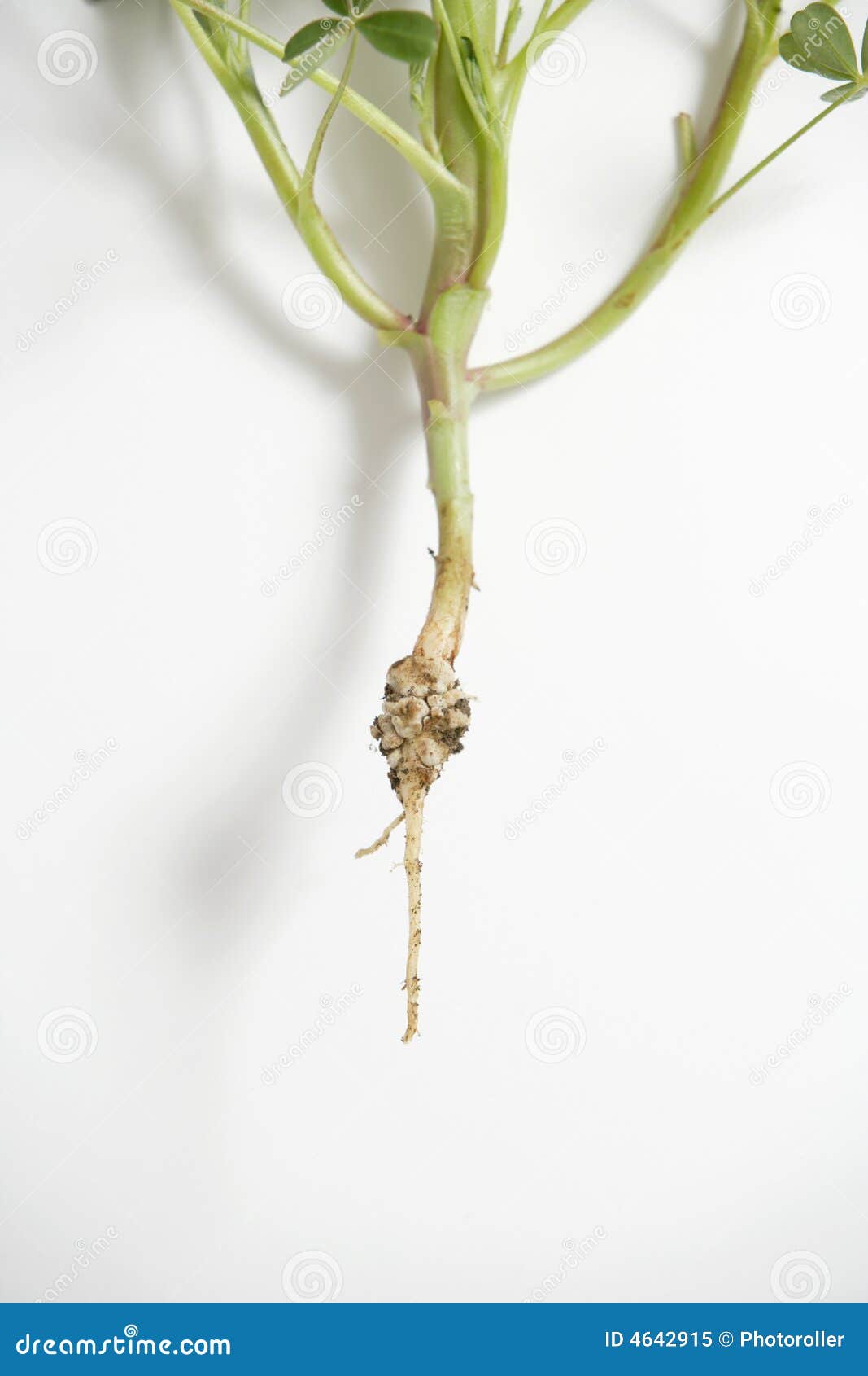 Root stock image. Image of sprout, root, pull, small, roots - 4642915