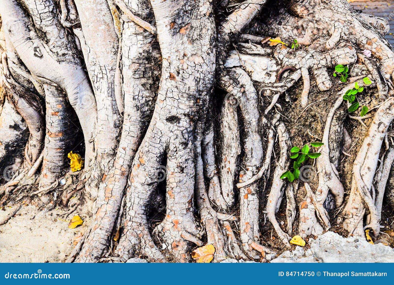 Root above the ground stock photo. Image of soil, tree - 84714750