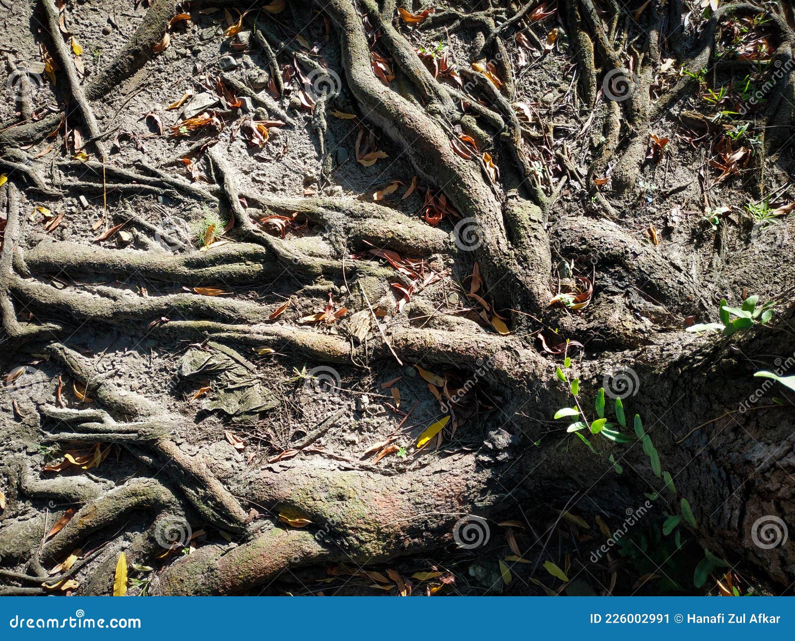 Acacia Tree Root System