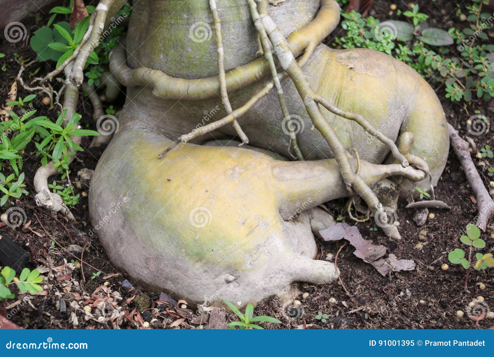 Root of Adenium Obesum Tree or Desert Rose Stock Image - Image of ...