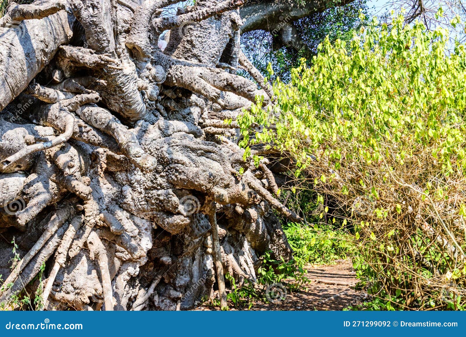 Root of the African Baobab Tree (adansonia Digitata Stock Photo - Image ...