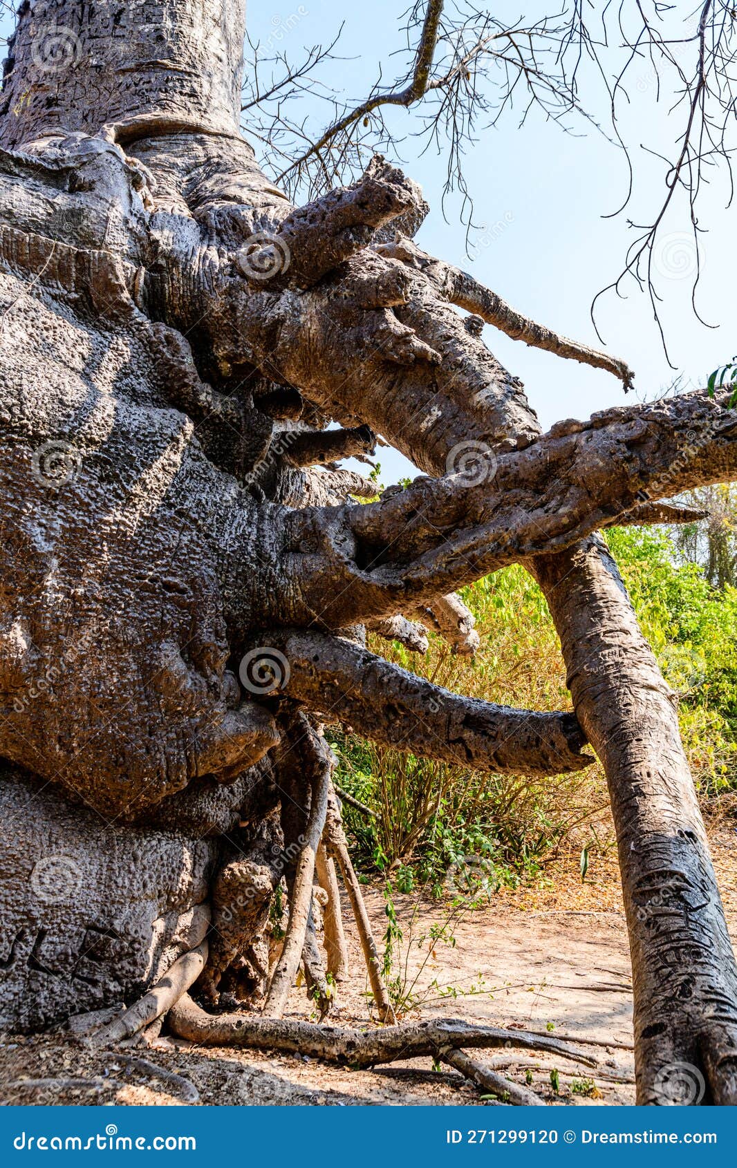 Root of the African Baobab Tree (adansonia Digitata Stock Photo - Image ...