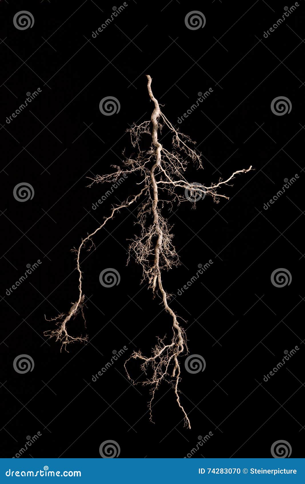 Root stock photo. Image of root, cutout, black, ramification - 74283070