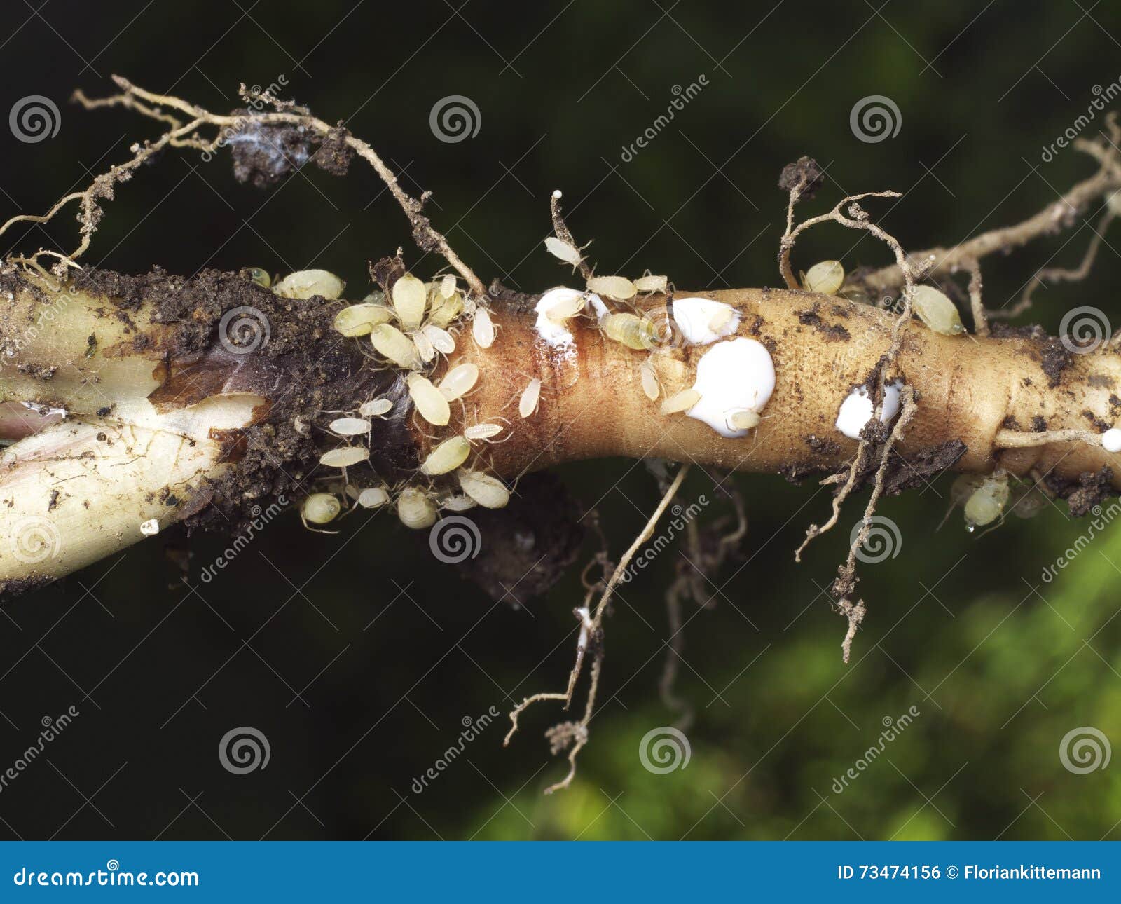 Root aphids stock photo. Image of lice, aphid, farm, agribusiness ...