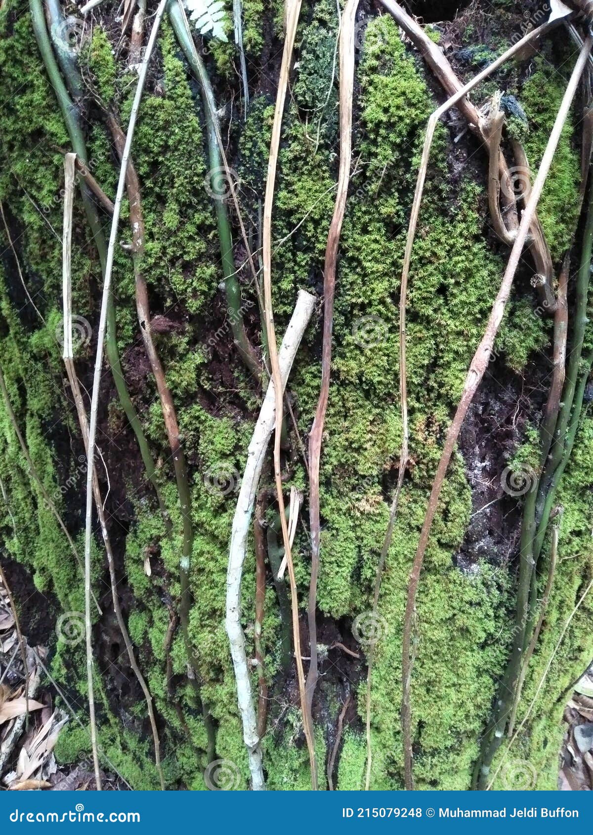 The roots are on the tree stock photo. Image of forest - 215079248