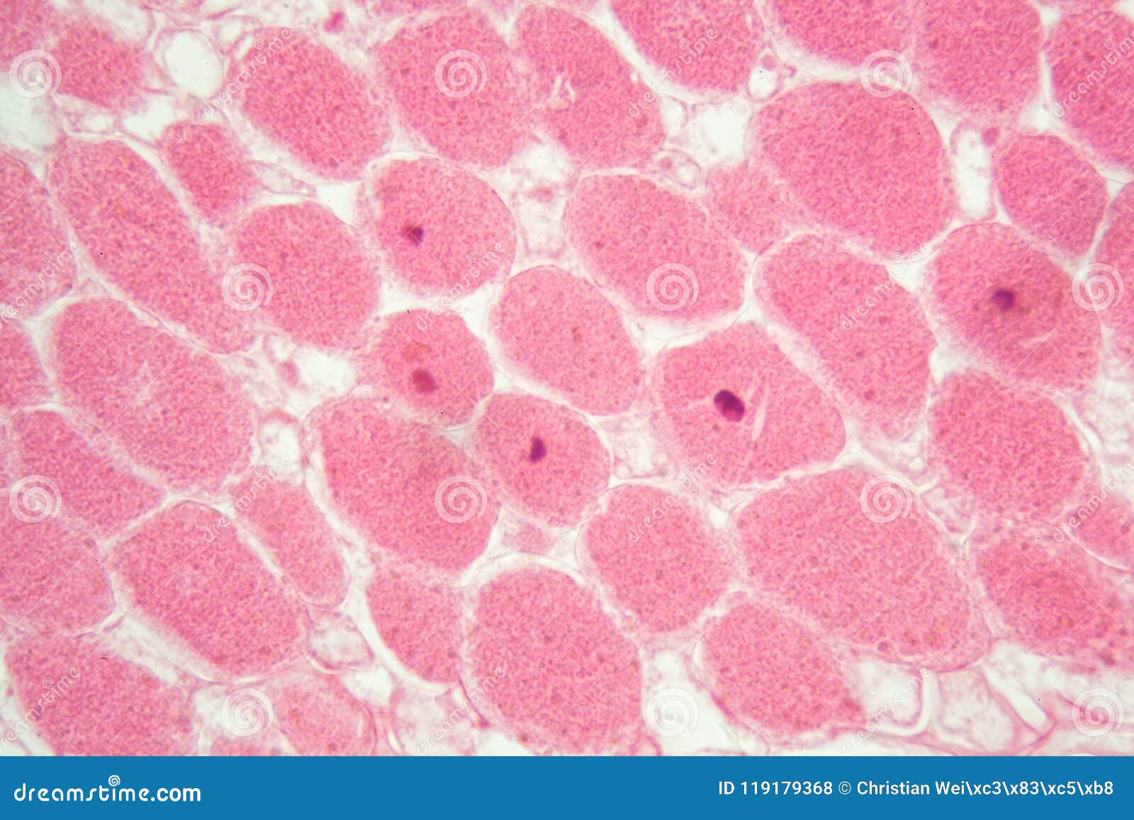 Rhizobium Microscope