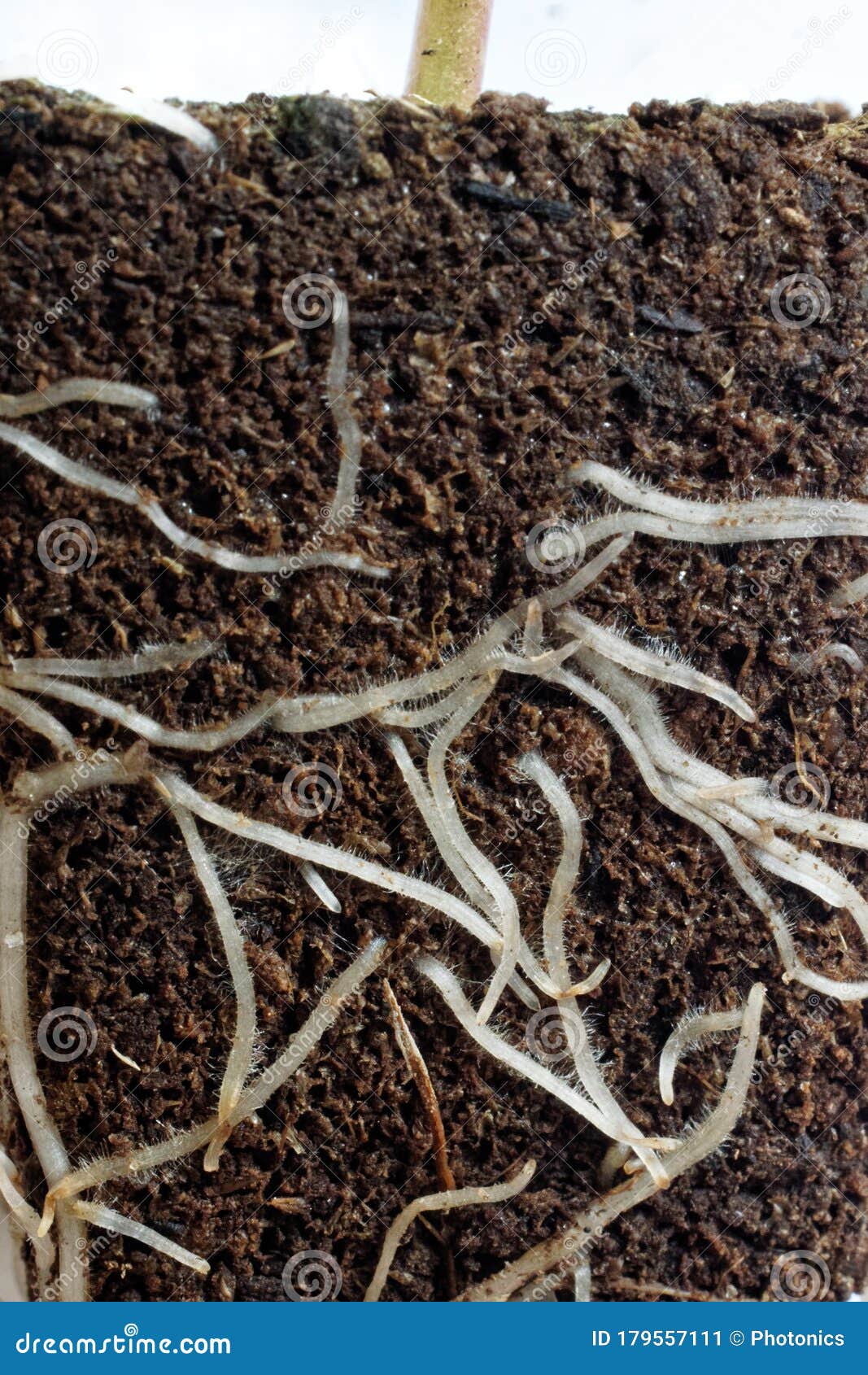 Close-up of Root System in Fuchsia Plug Plant Stock Image - Image of ...