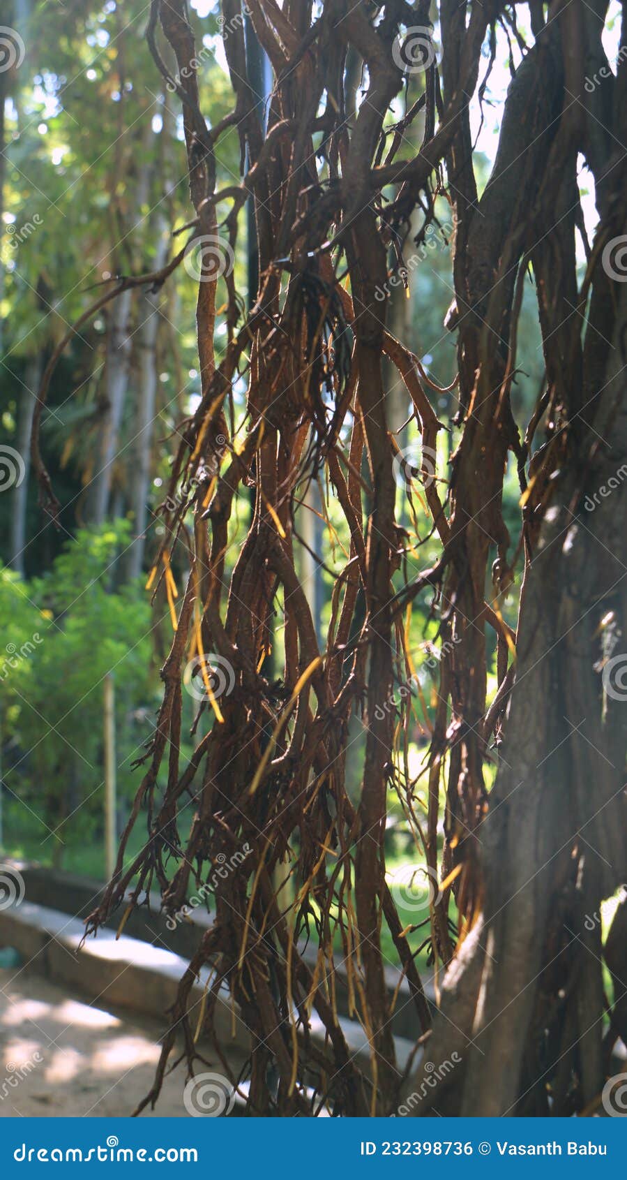 Root of a baniyan tree. stock photo. Image of nature - 232398736