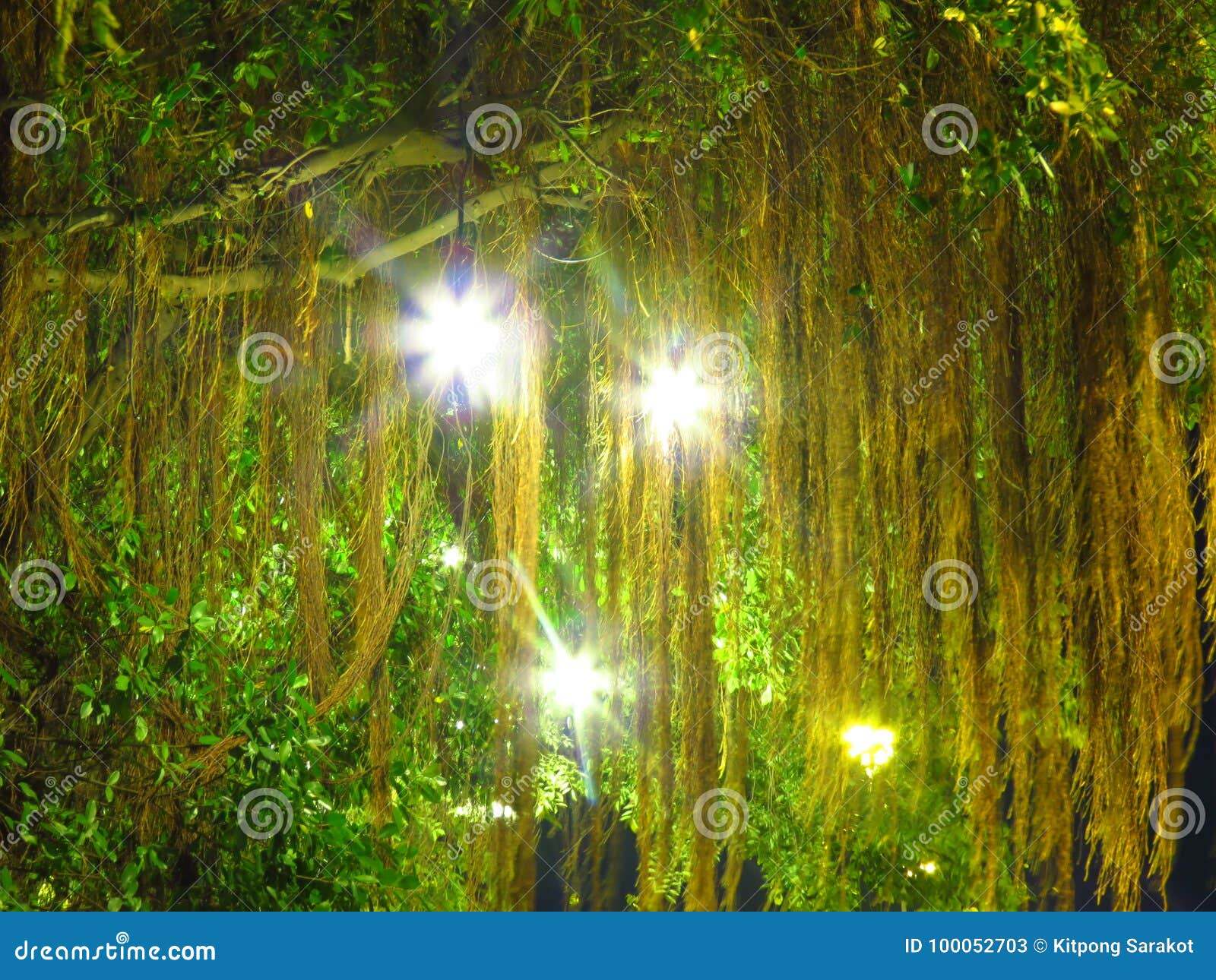 Root banyan night light stock image. Image of root, light - 100052703
