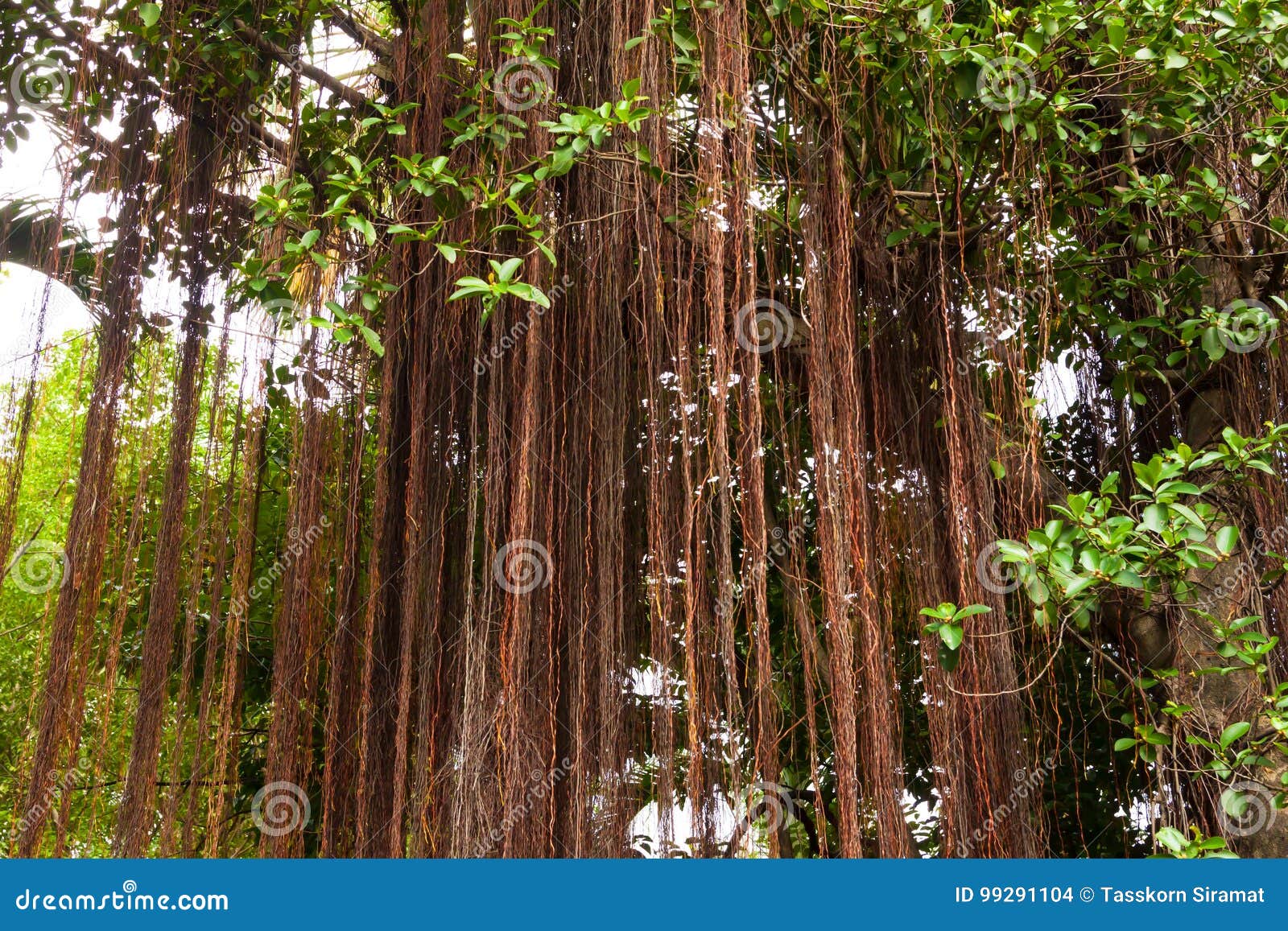 Big Root Of Banyan Tree Land Scape Of Ancient And Old Pagoda In Stock ...