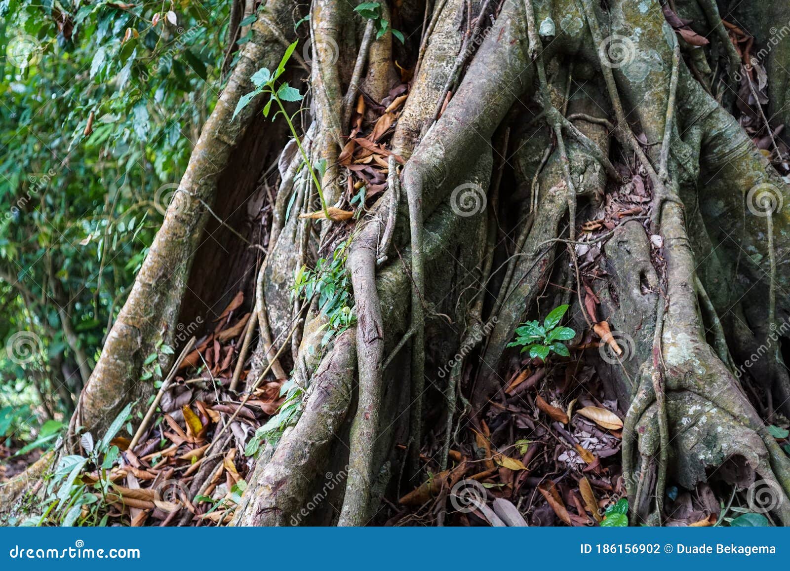 Root of Banyan Tree in Bali Stock Photo - Image of branch, bali: 186156902