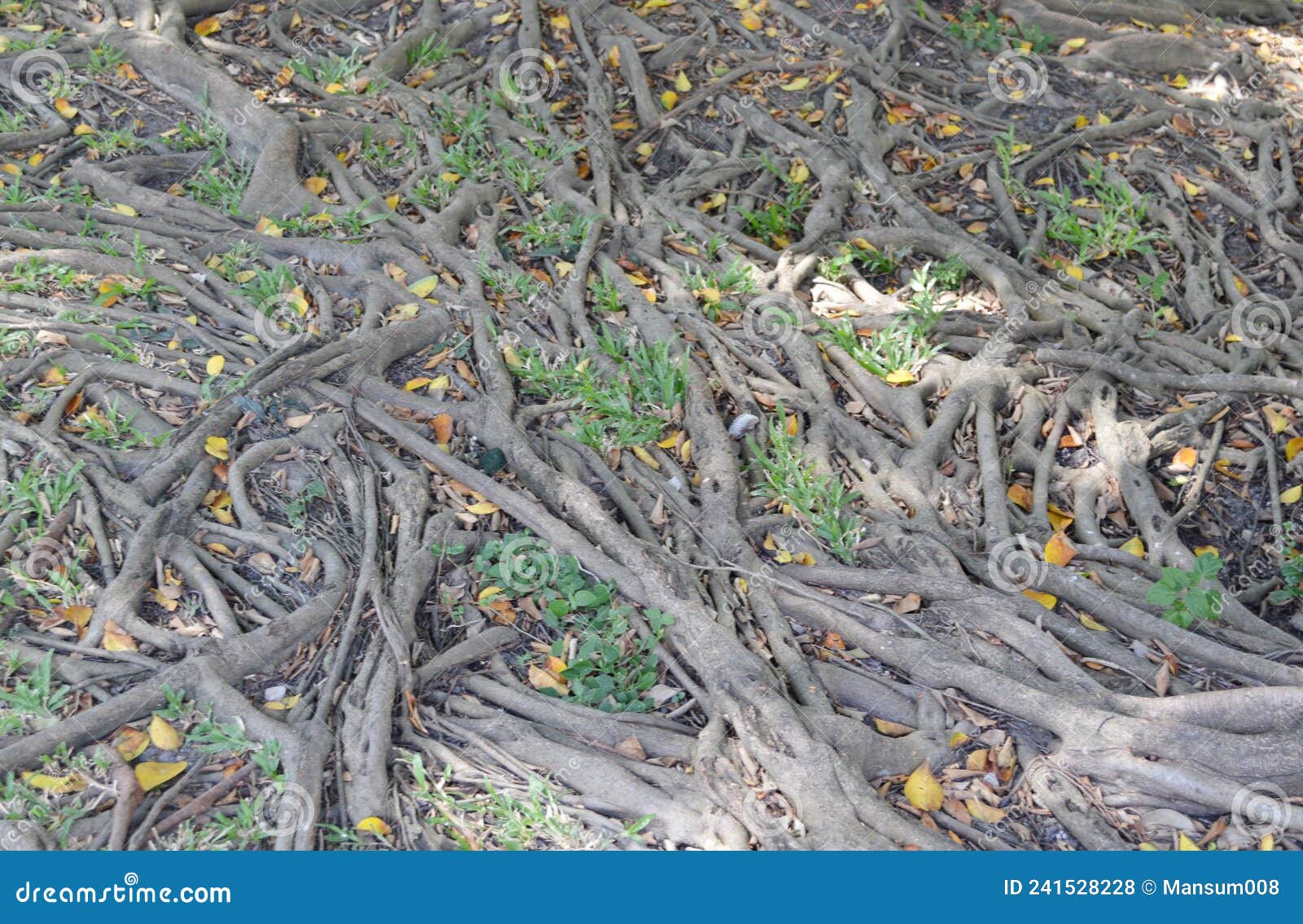 Big Root Of Banyan Tree Land Scape Of Ancient And Old Pagoda In Stock ...