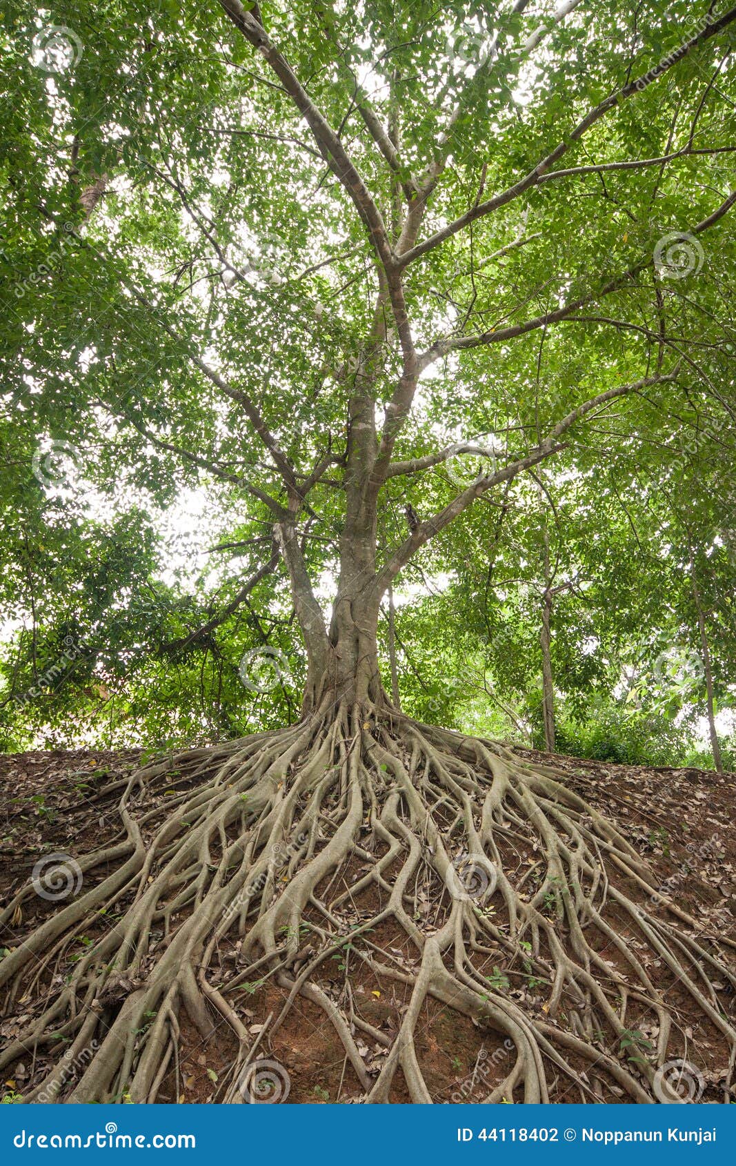 Root of banyan tree. stock photo. Image of park, ground - 44118402