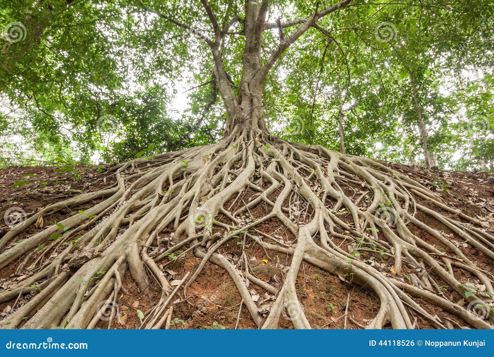 Root of banyan tree. stock photo. Image of giant, ground - 44118526