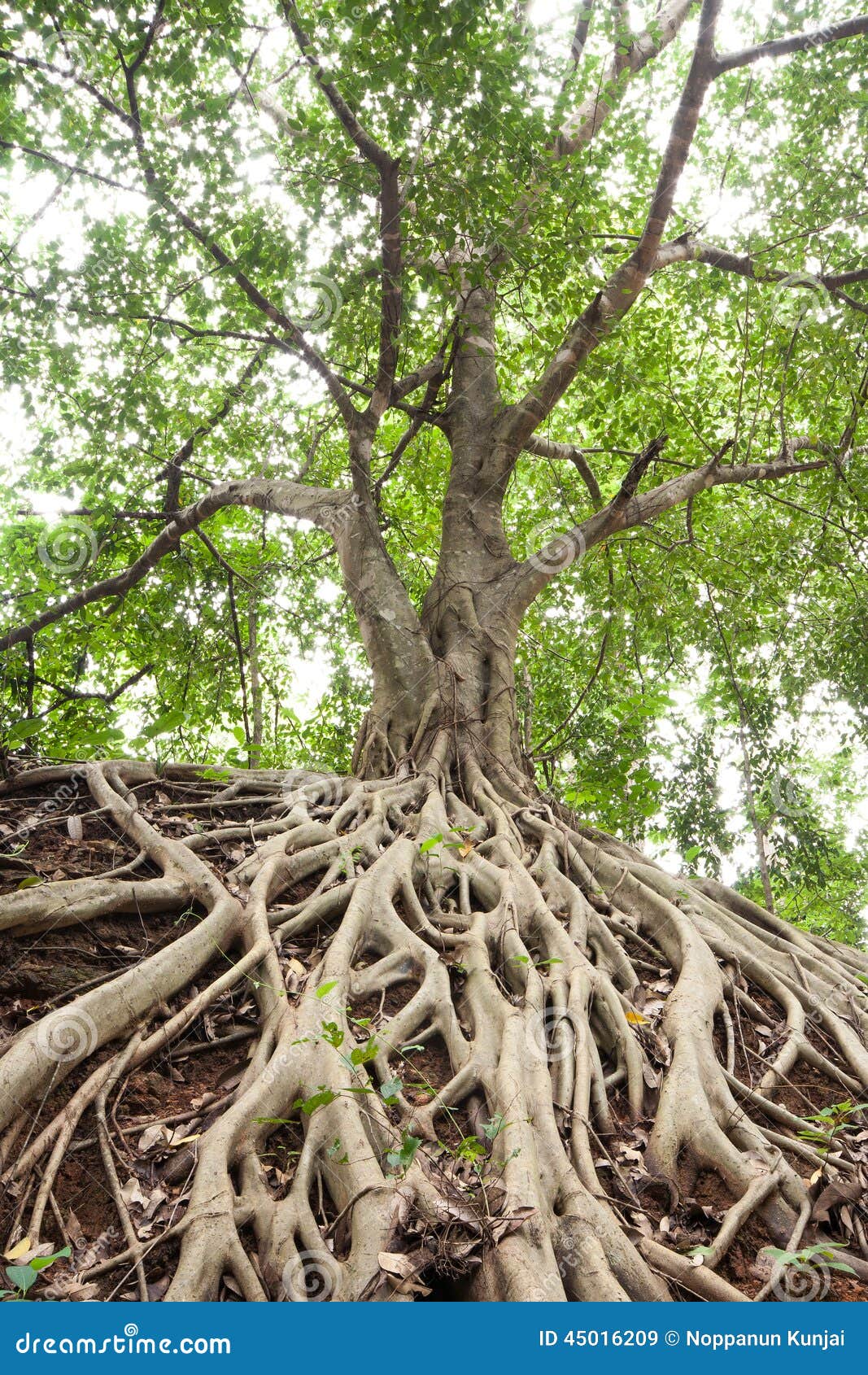 Root of banyan tree. stock image. Image of botanic, garden - 45016209