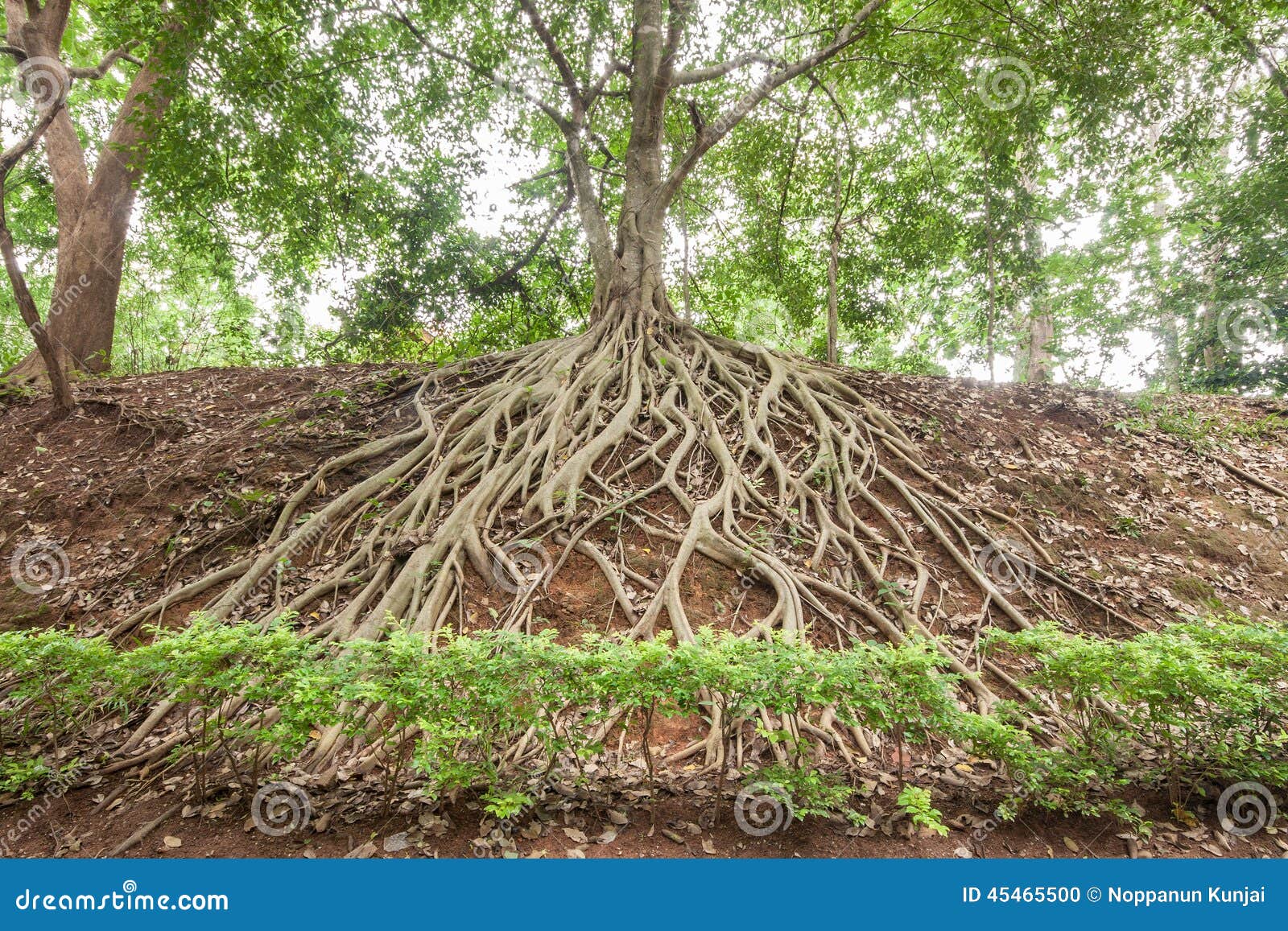 Root of banyan tree. stock photo. Image of environment - 45465500