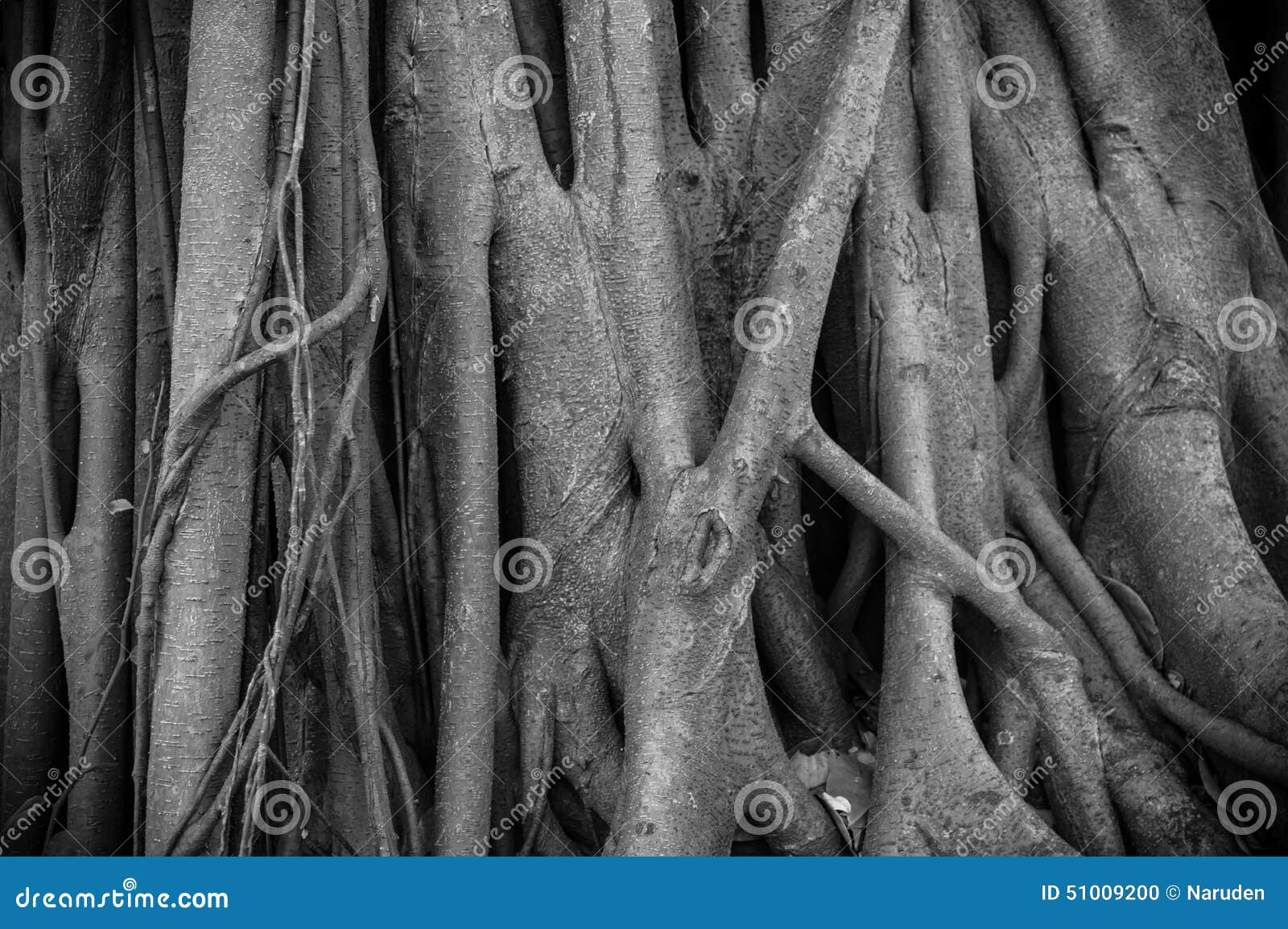 Root stock photo. Image of bear, rhizome, bark, grow - 51009200