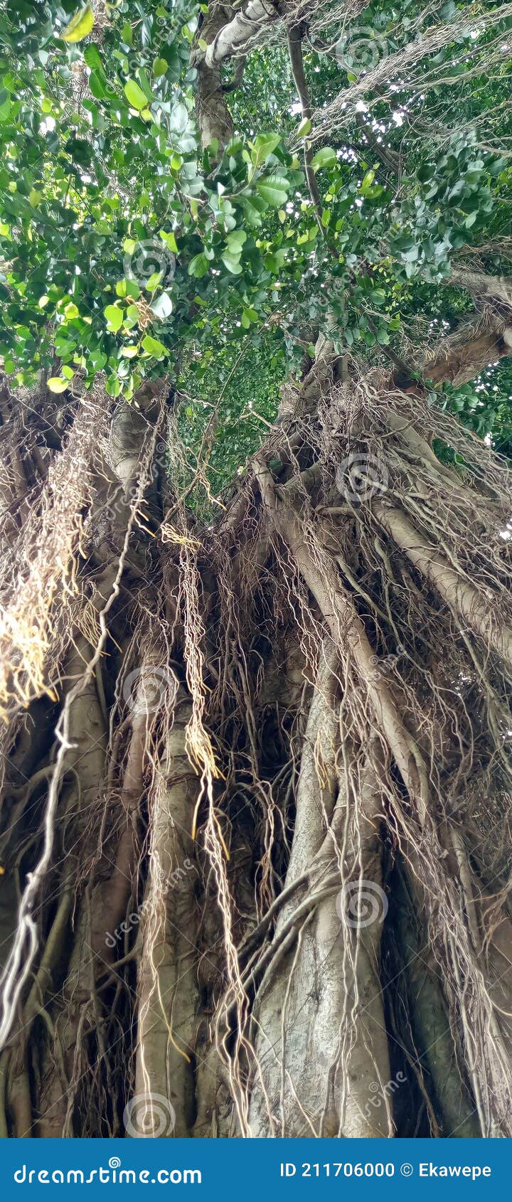 The Root of the Banyan Tree is Very Unique Stock Photo - Image of ...