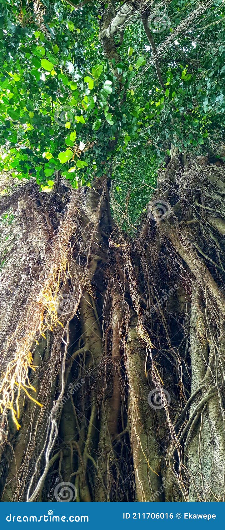 The Root of the Banyan Tree is Very Unique Stock Photo - Image of ...