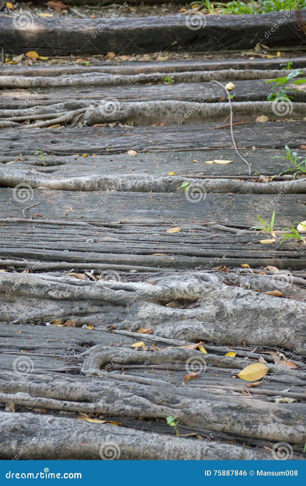 Big Root Of Banyan Tree Land Scape Of Ancient And Old Pagoda In Stock ...