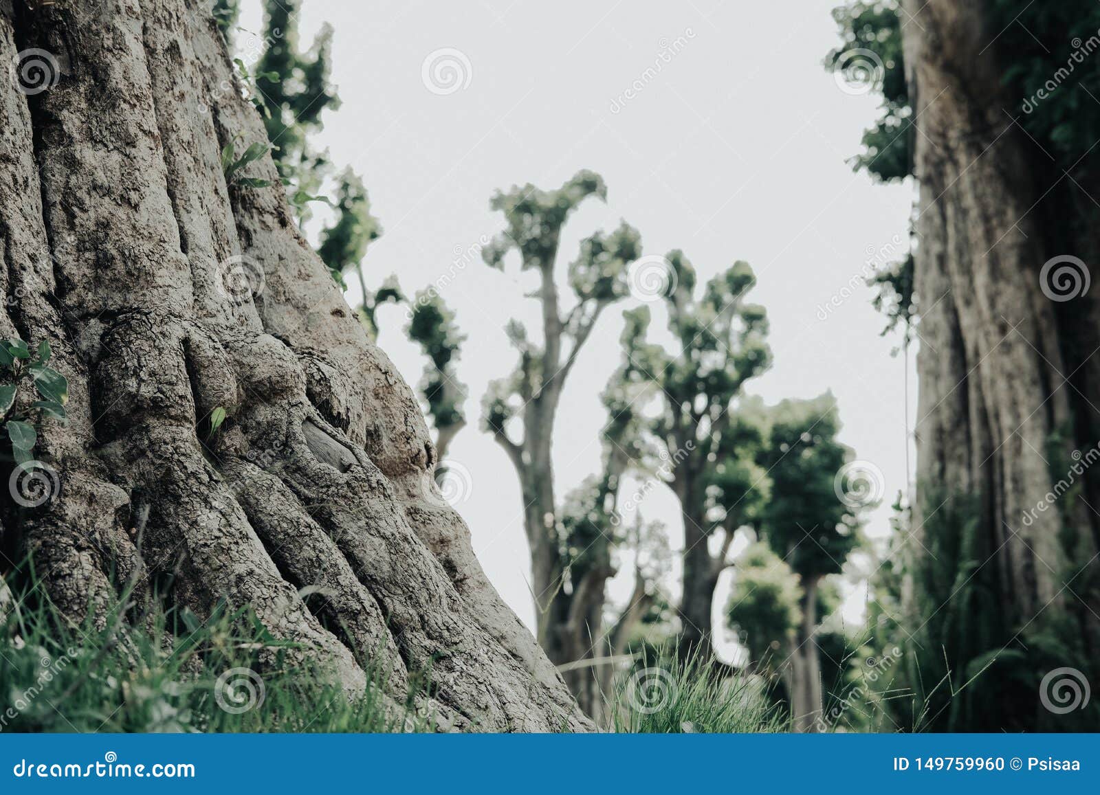 Root Base of Big Tree on Green Grass Stock Photo - Image of summer ...