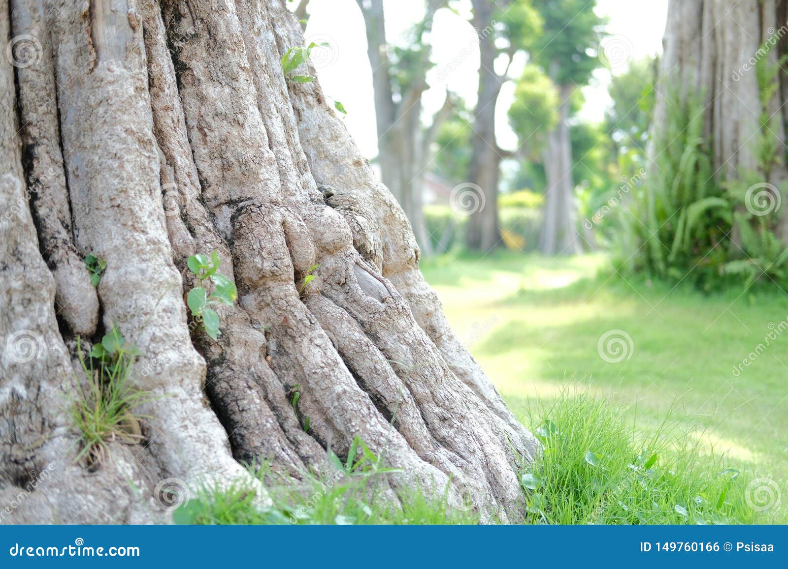 Root Base of Big Tree on Green Grass Stock Photo - Image of natural ...