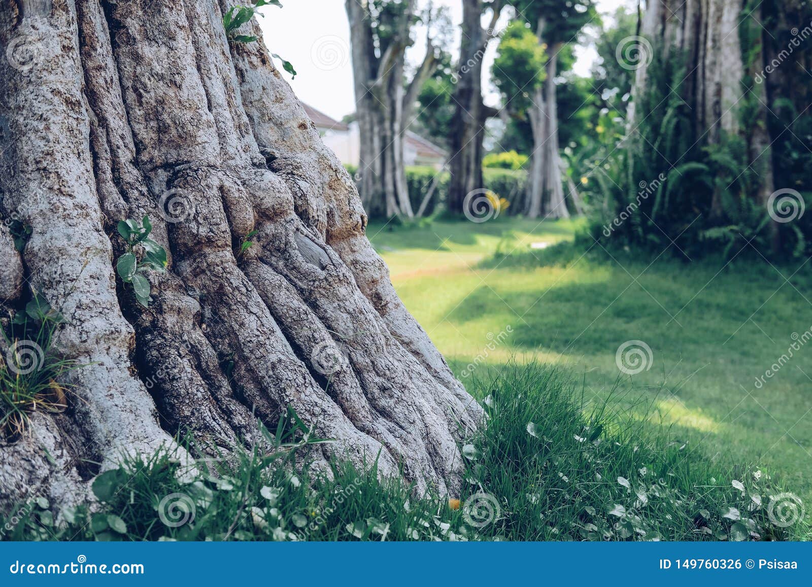 Root Base of Big Tree on Green Grass Stock Photo - Image of landscape ...