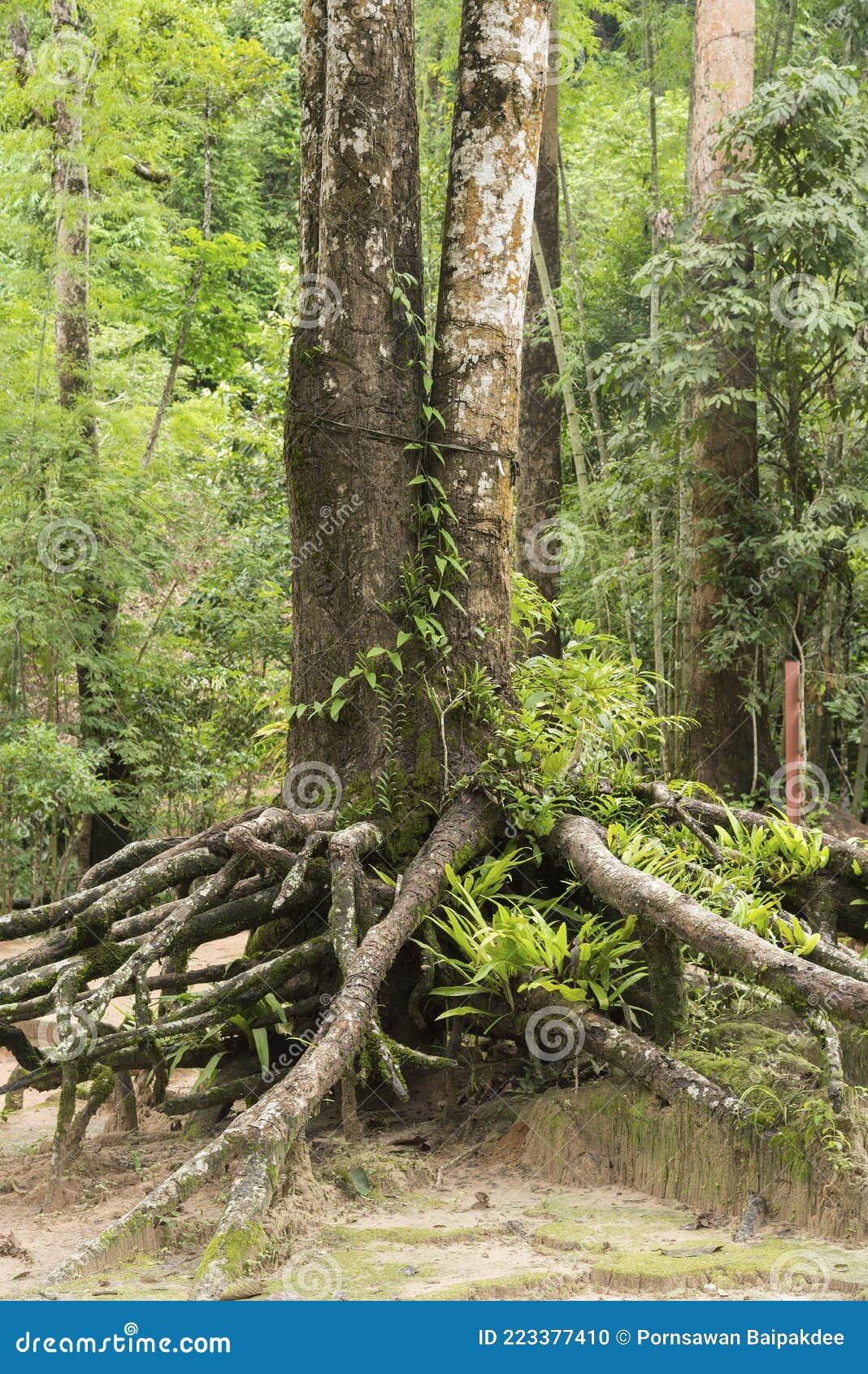 Root base of big tree stock photo. Image of throw, wood - 223377410