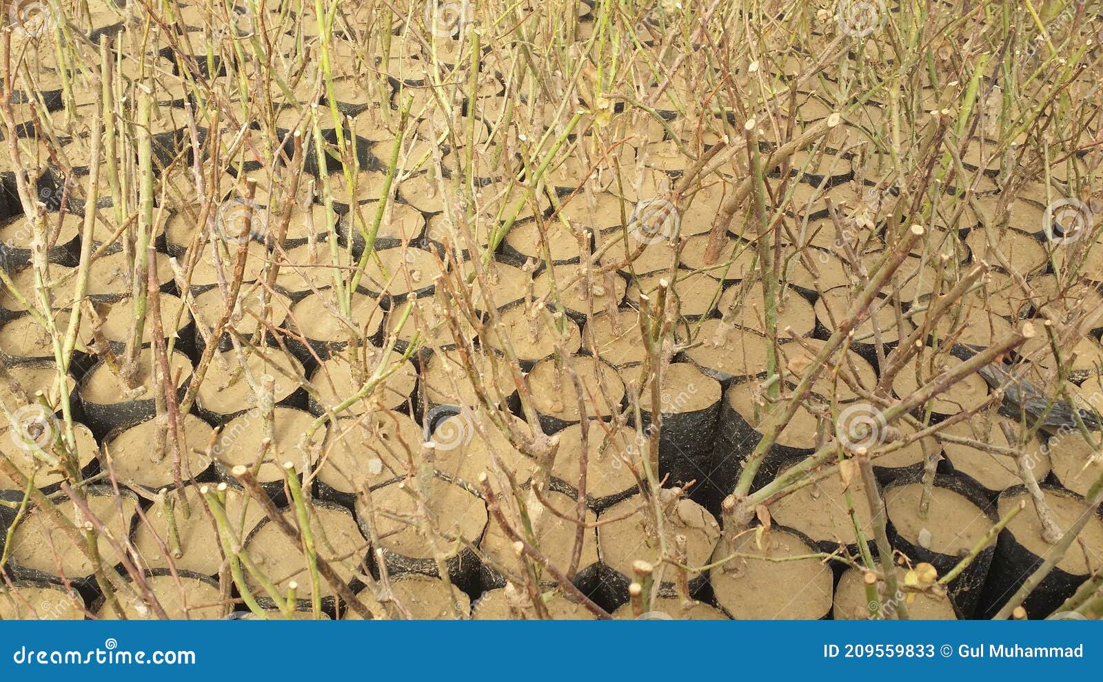 Root and Base Have Some Different Guts Stock Image - Image of root ...