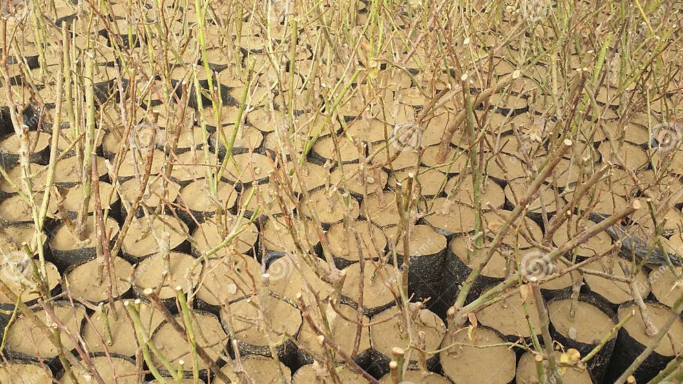 Root and Base Have Some Different Guts Stock Image - Image of root ...