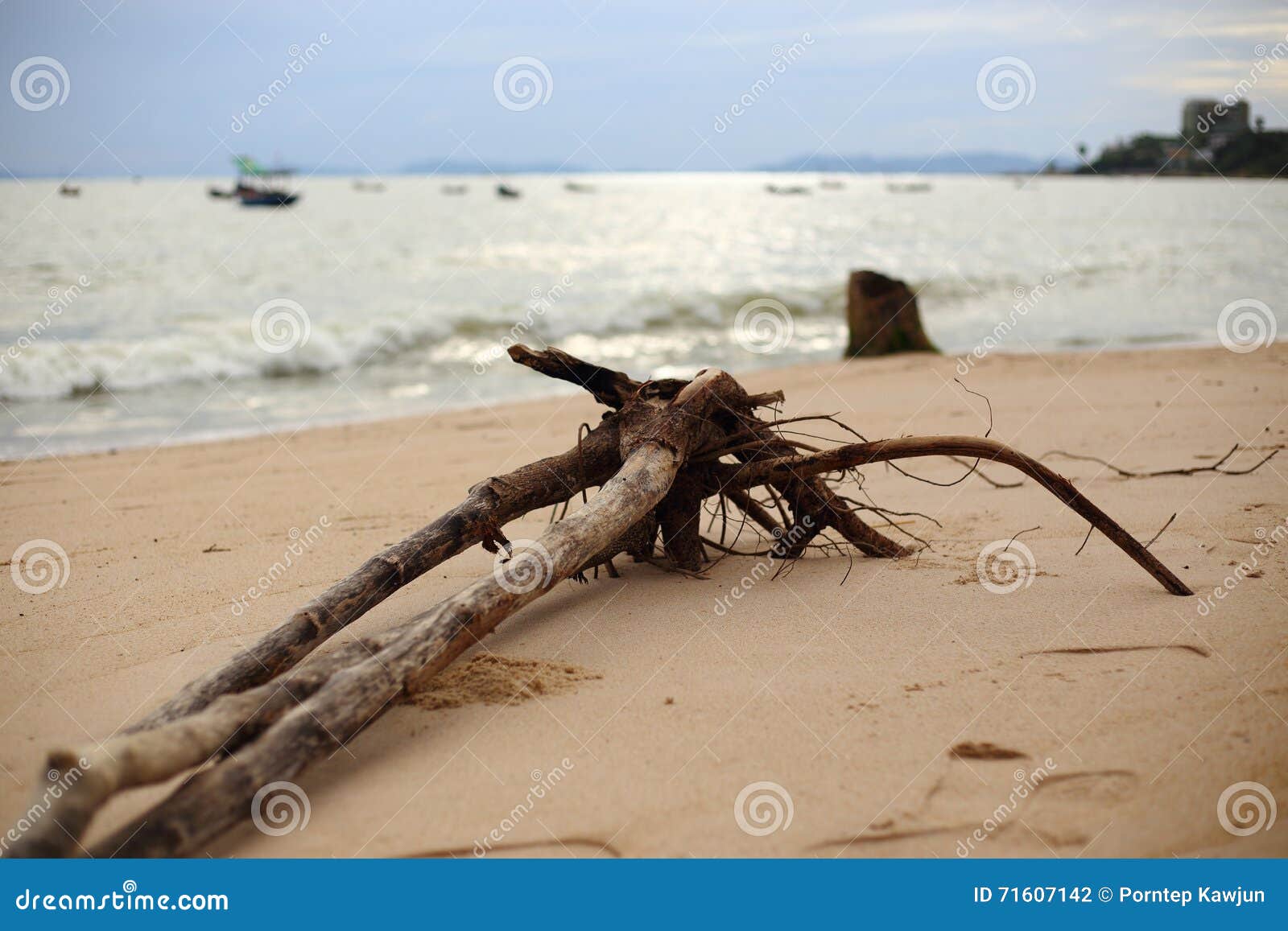 Root and beach stock photo. Image of romantic, nature - 71607142