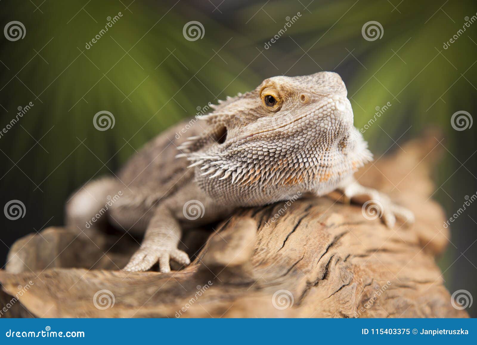 Lizard Root, Bearded Dragon on Black Mirror Background Stock Image ...