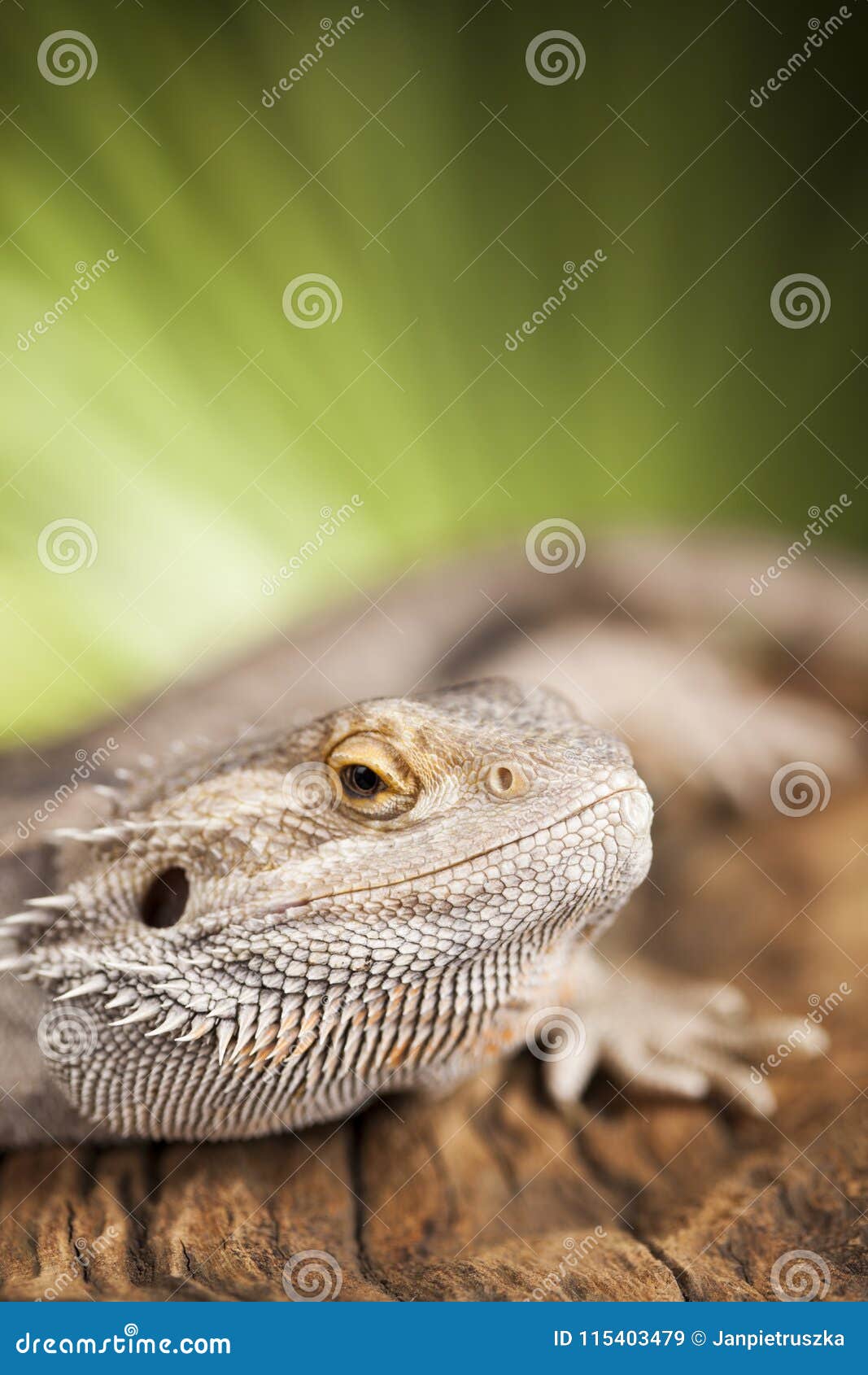 Green Bearded Dragon