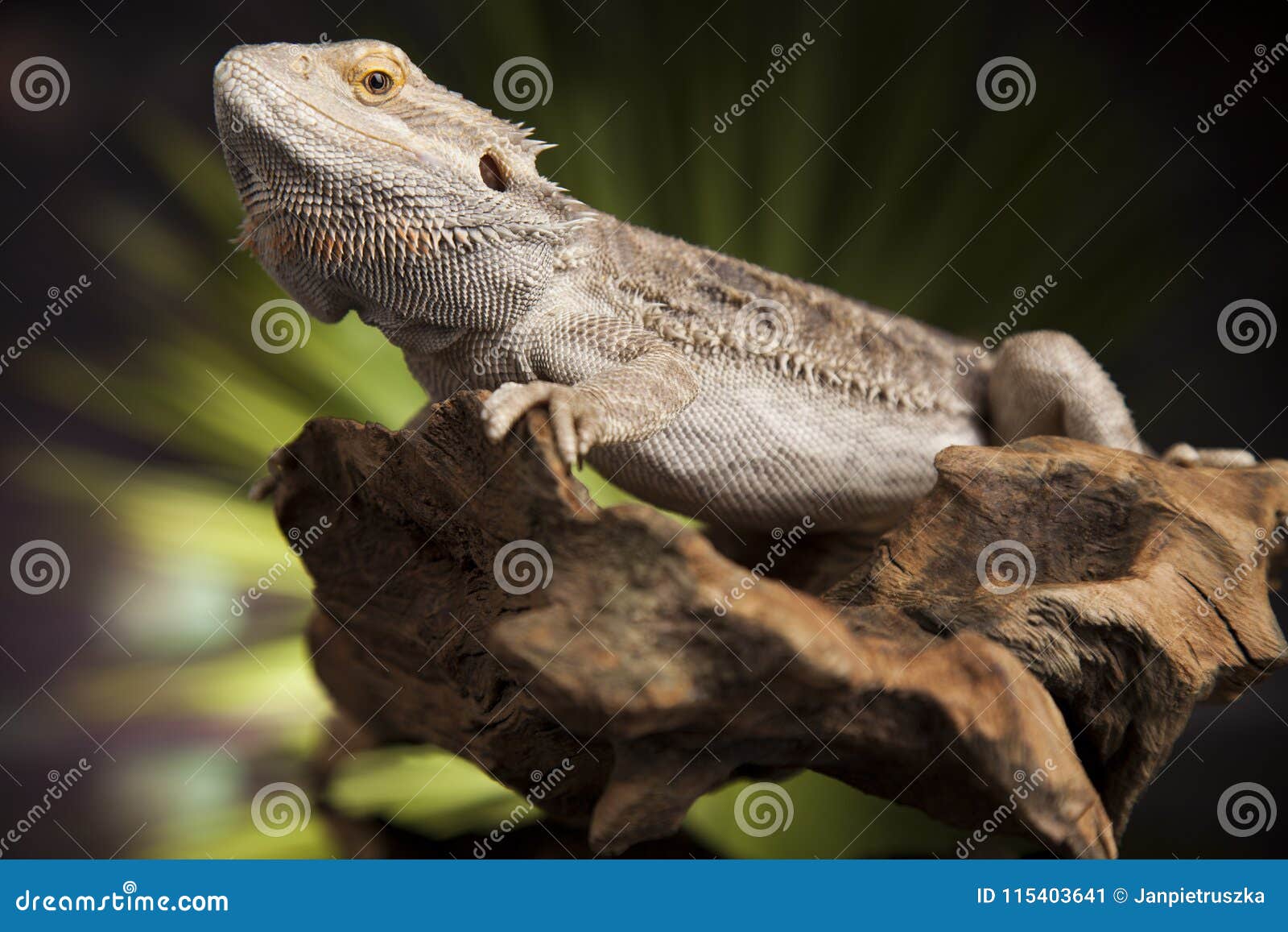 Lizard Root, Bearded Dragon on Green Background Stock Image - Image of ...