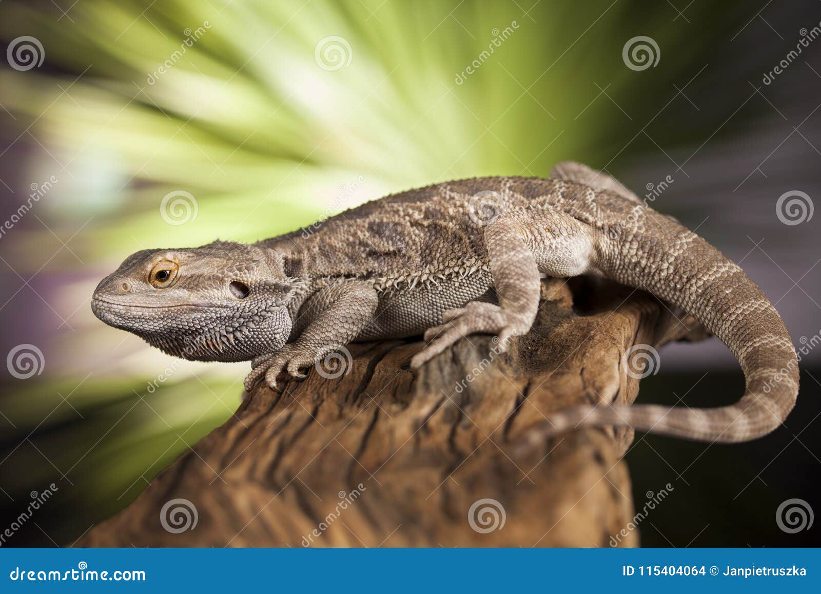 Lizard Root, Bearded Dragon on Green Background Stock Photo - Image of ...