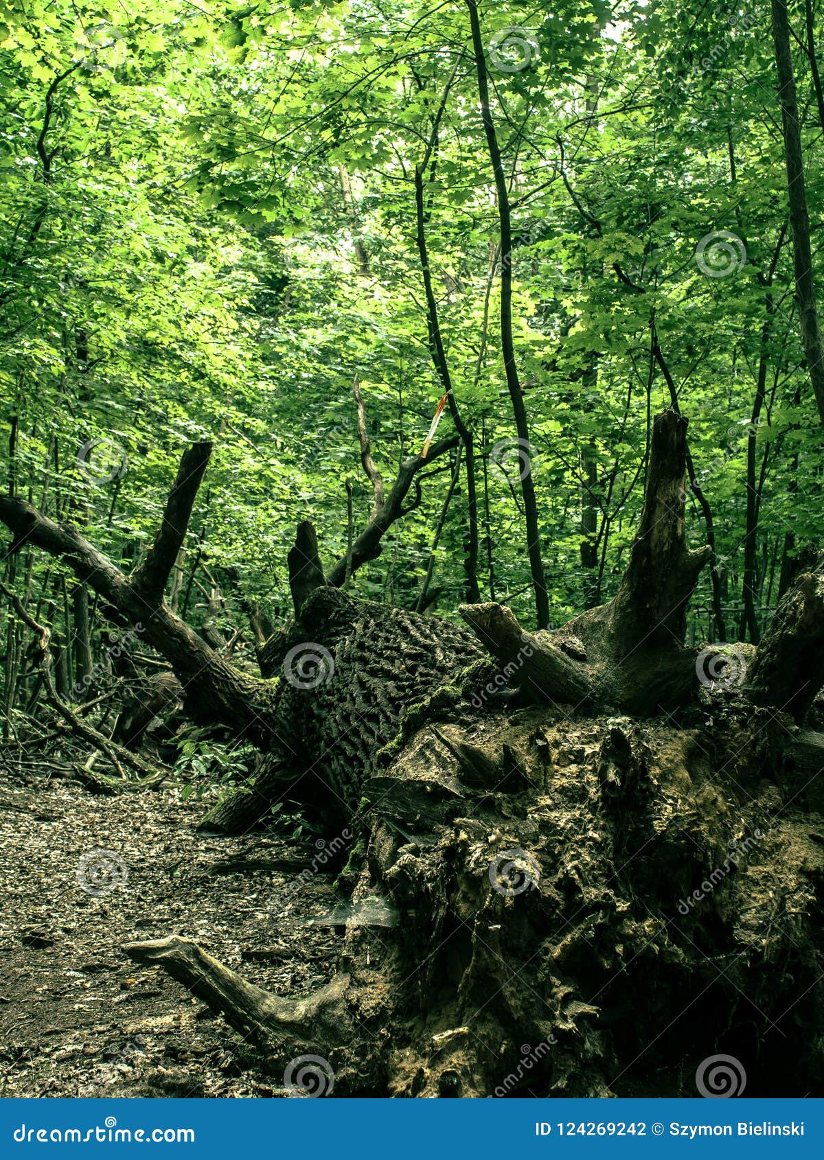 The Root of a Big Fallen Tree Stock Photo - Image of giants, fallen ...