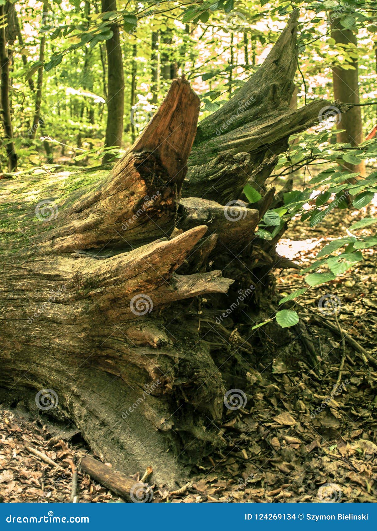 The Root of a Big Fallen Tree Stock Photo - Image of national, coast ...