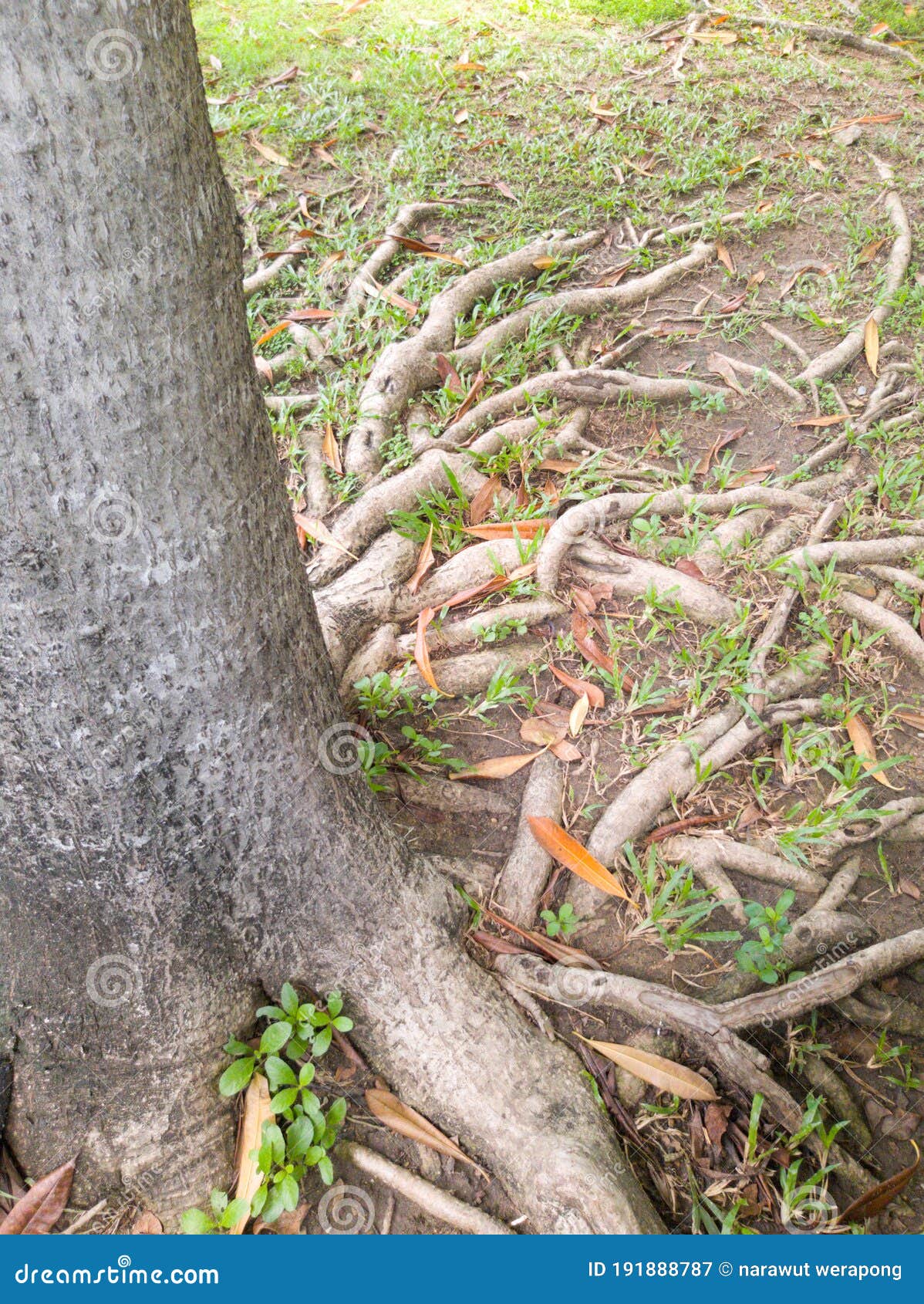 The root of the big tree stock image. Image of garden - 191888787