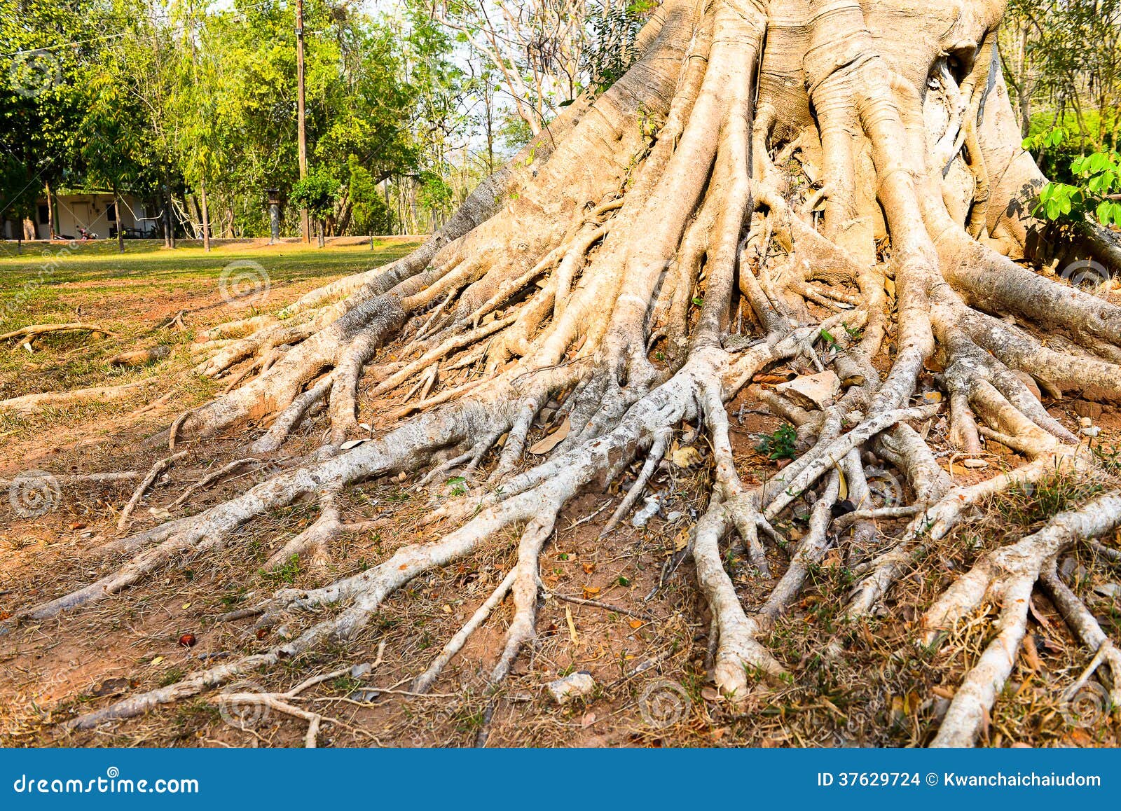 Root big tree stock photo. Image of strands, structure - 37629724