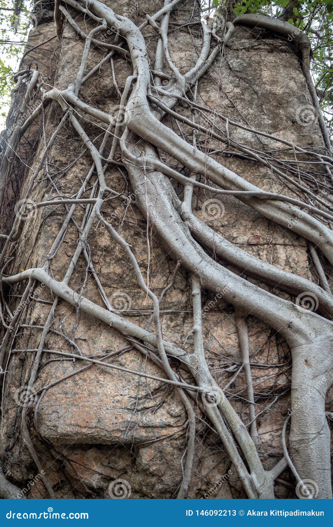 Root of Big Tree Climb on Rough Rock Wall for Background Stock Image ...