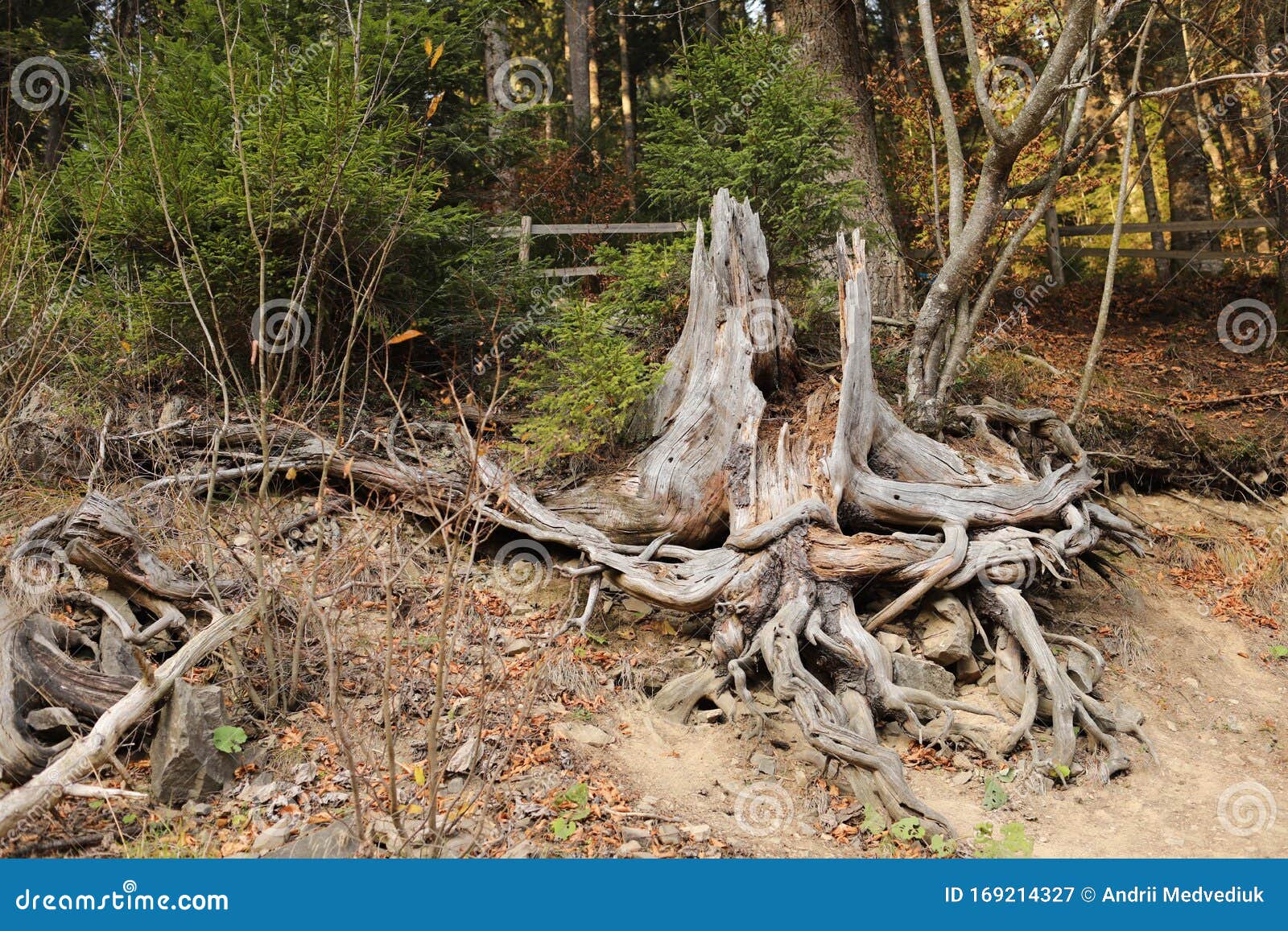 Root of the Big Tree after it is Cut Down a Tree and Dug Root Up Stock ...