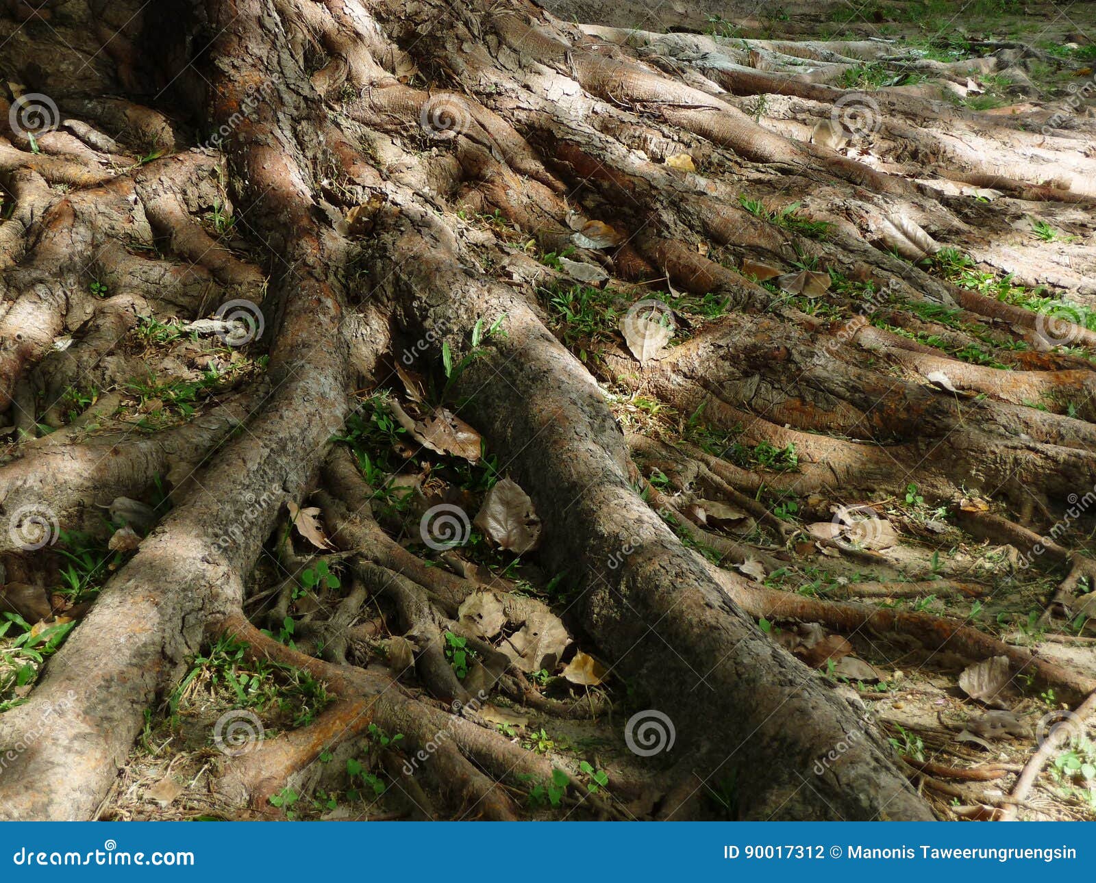 Root of the Big Tree with Dry Leaves, Light and Shade Stock Photo ...