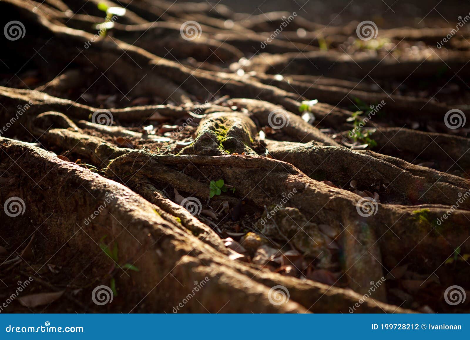 Root of the big tree stock photo. Image of huge, nature - 199728212